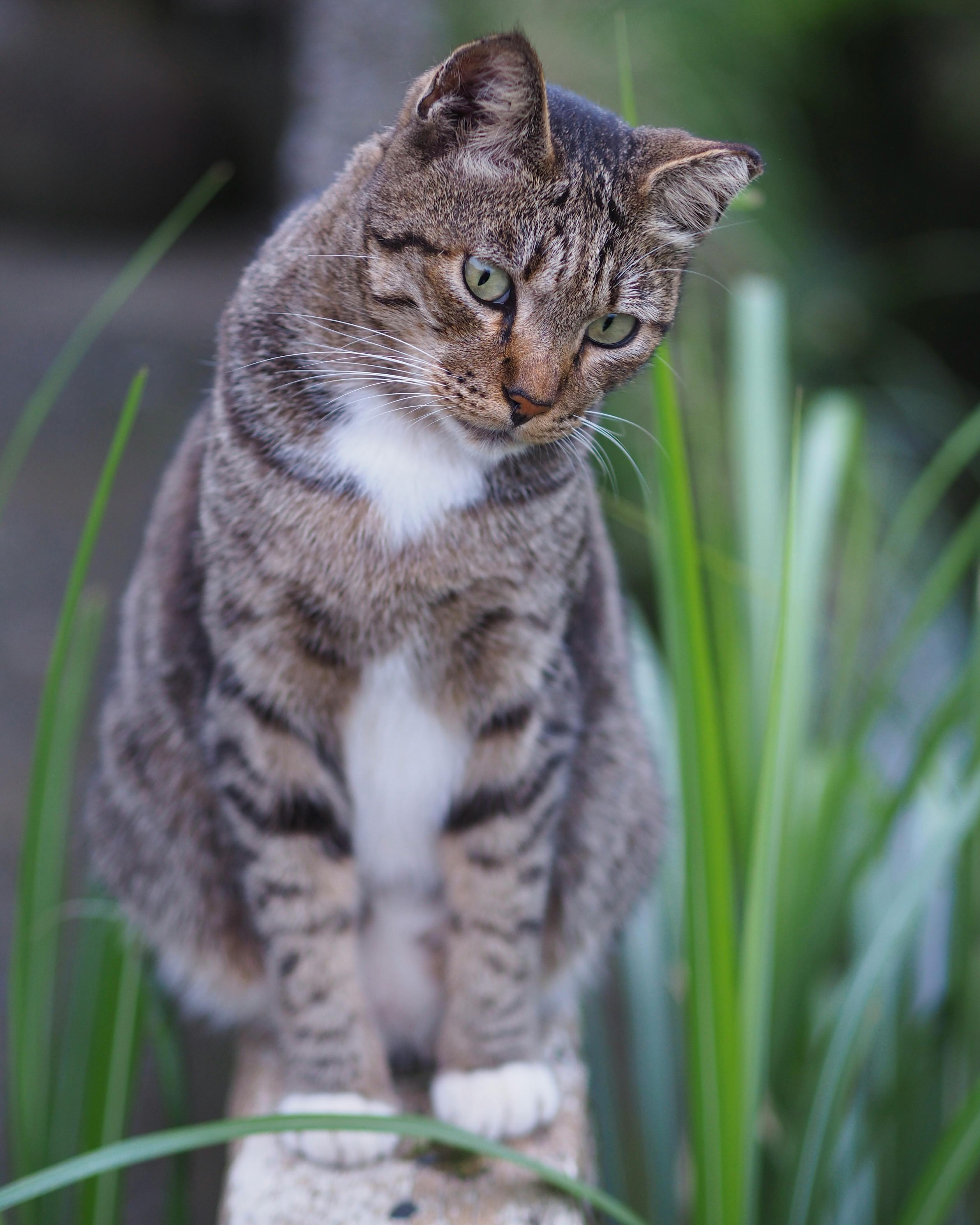 Low Angle Shot of a Tabby Cat · Free Stock Photo