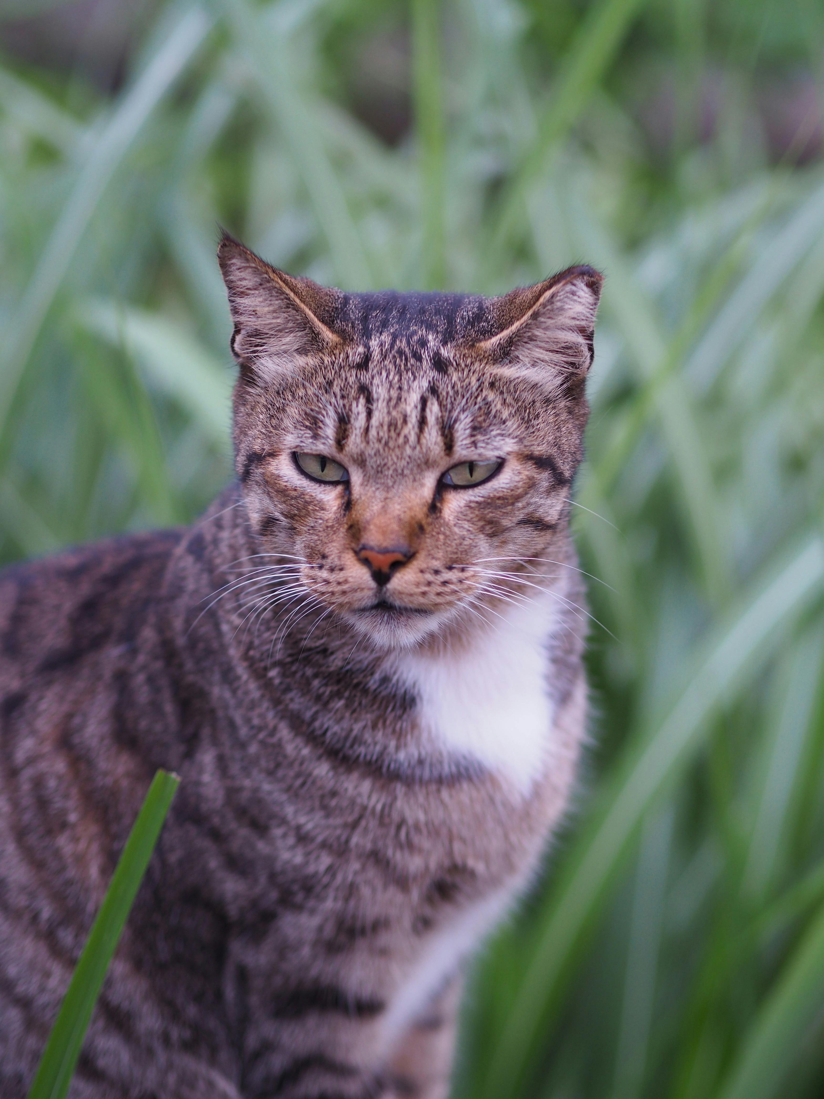 Cat Guia Photos, Download The BEST Free Cat Guia Stock Photos & HD Images