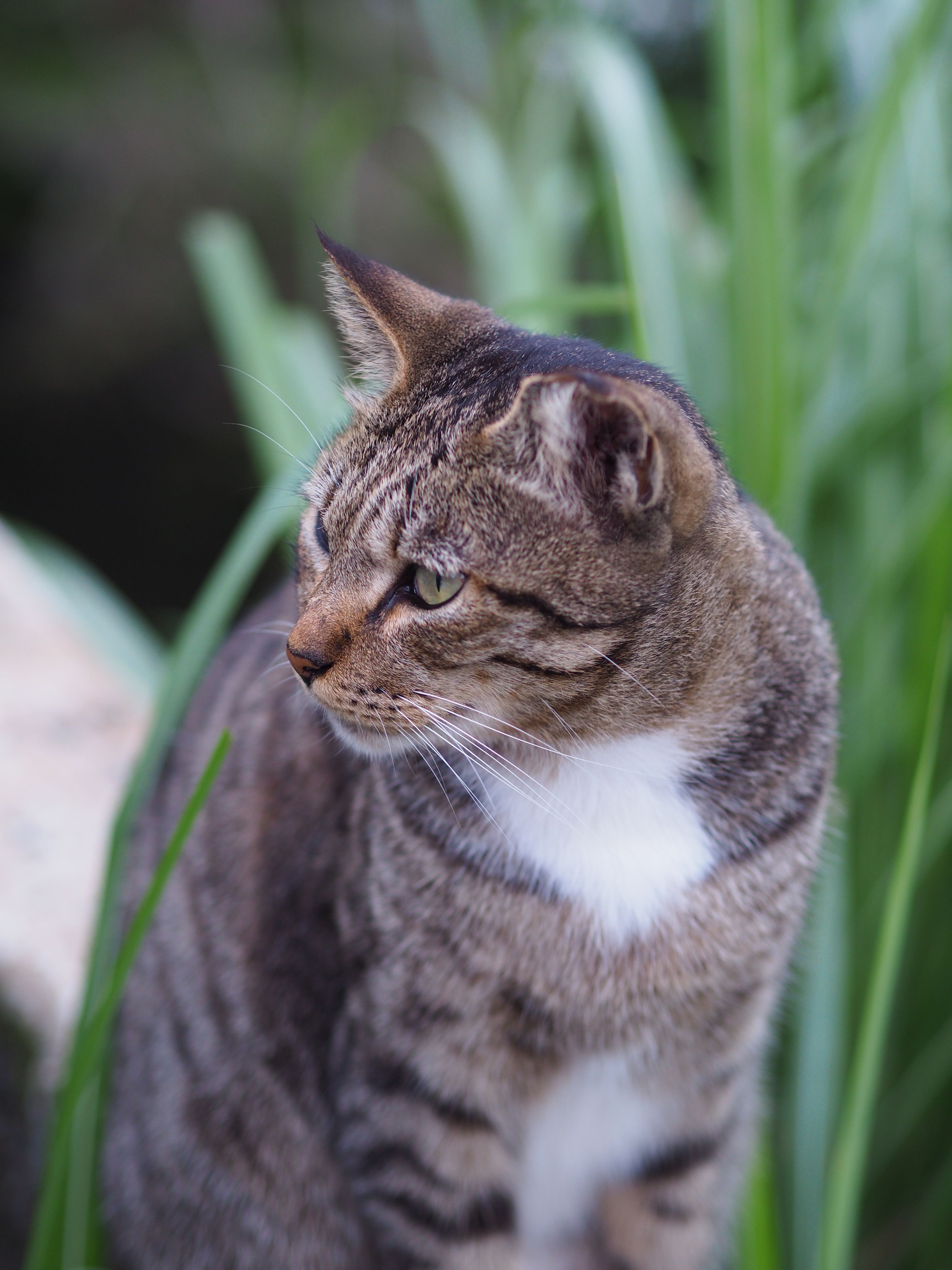Close up of Cat · Free Stock Photo