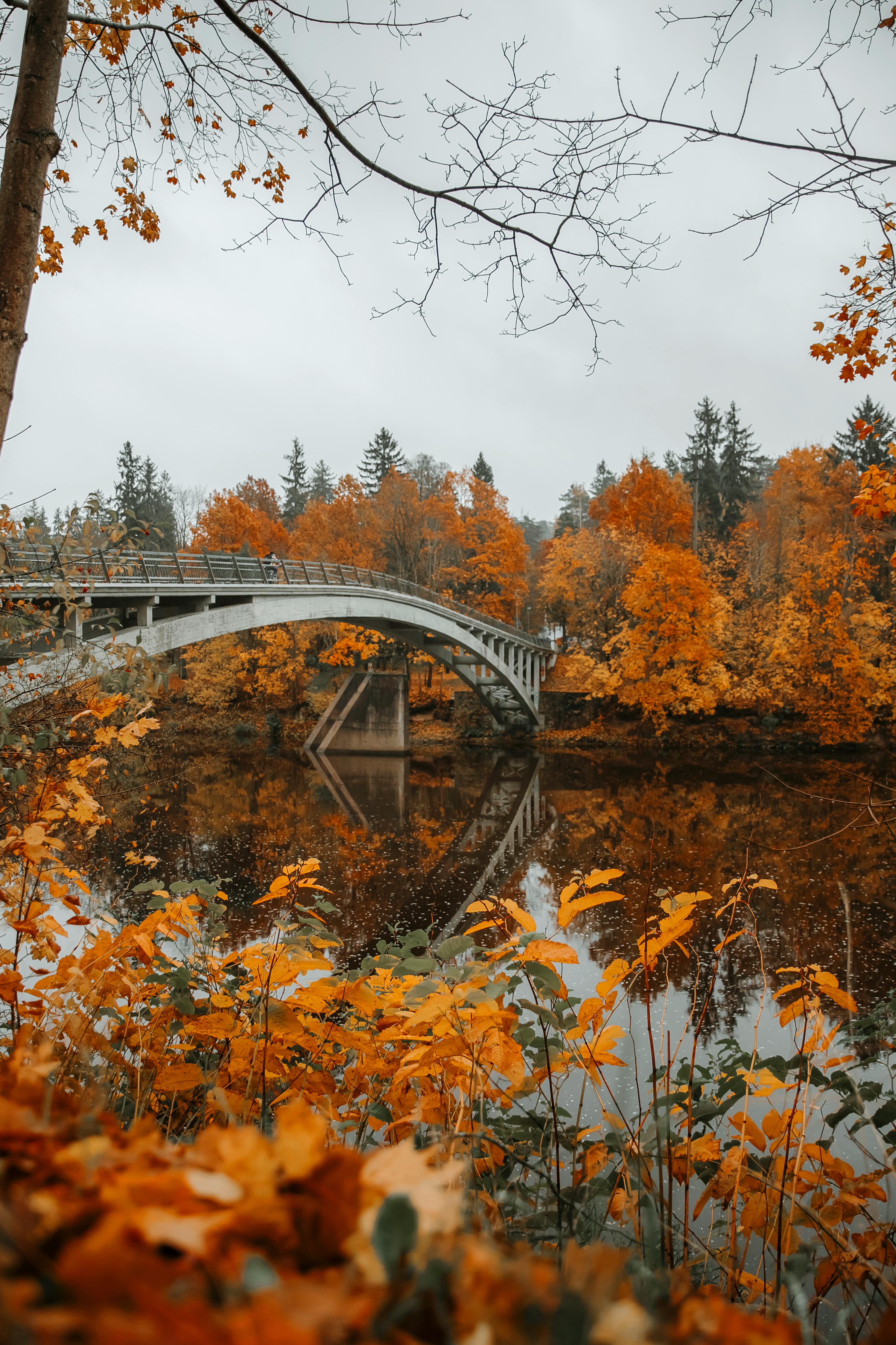 Footbridge on River in Colorful Forest in Autumn · Free Stock Photo