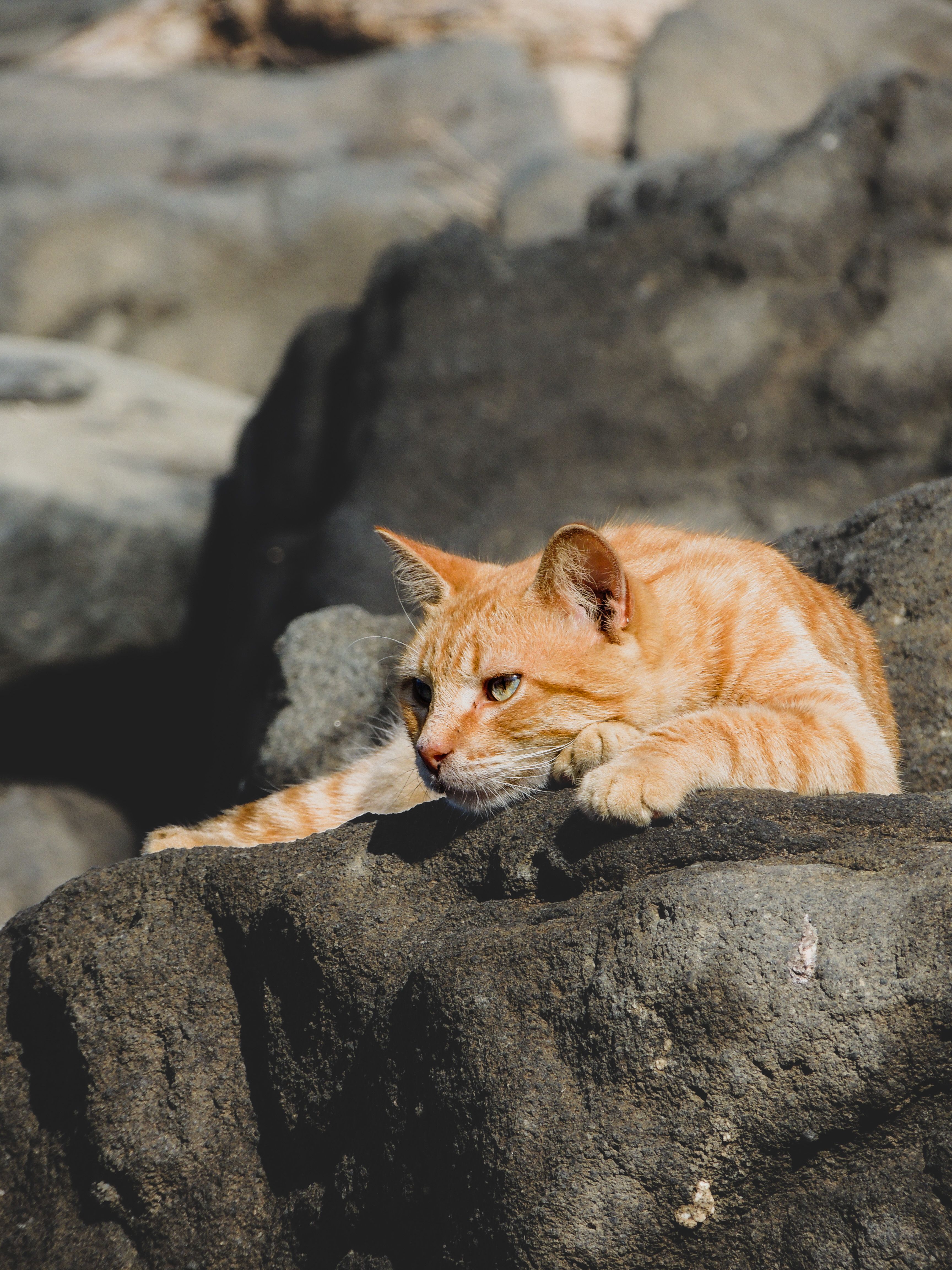Cute Animations Photos, Download The BEST Free Cute Animations Stock ...