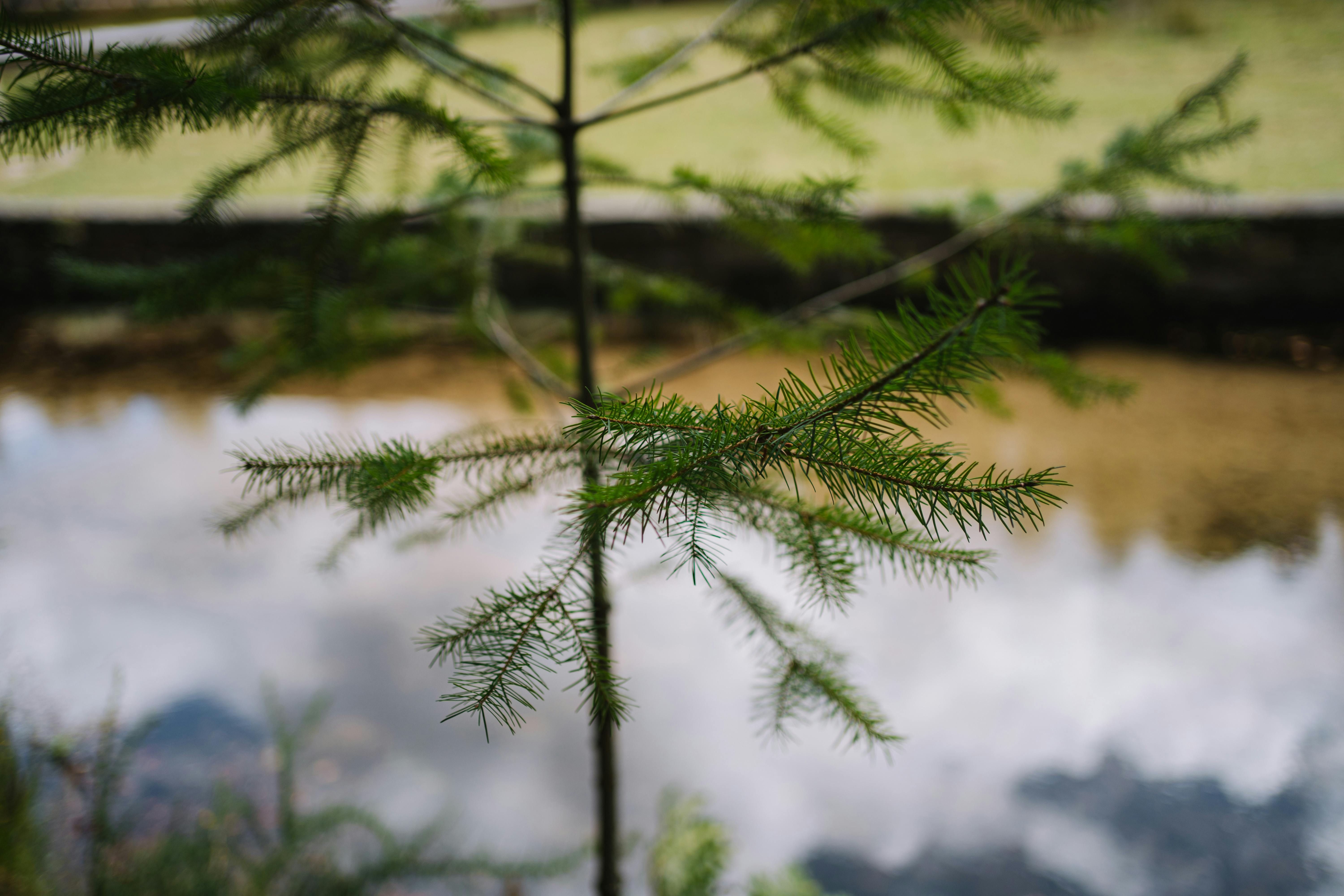 Branches of Peruvian Pepper Tree · Free Stock Photo
