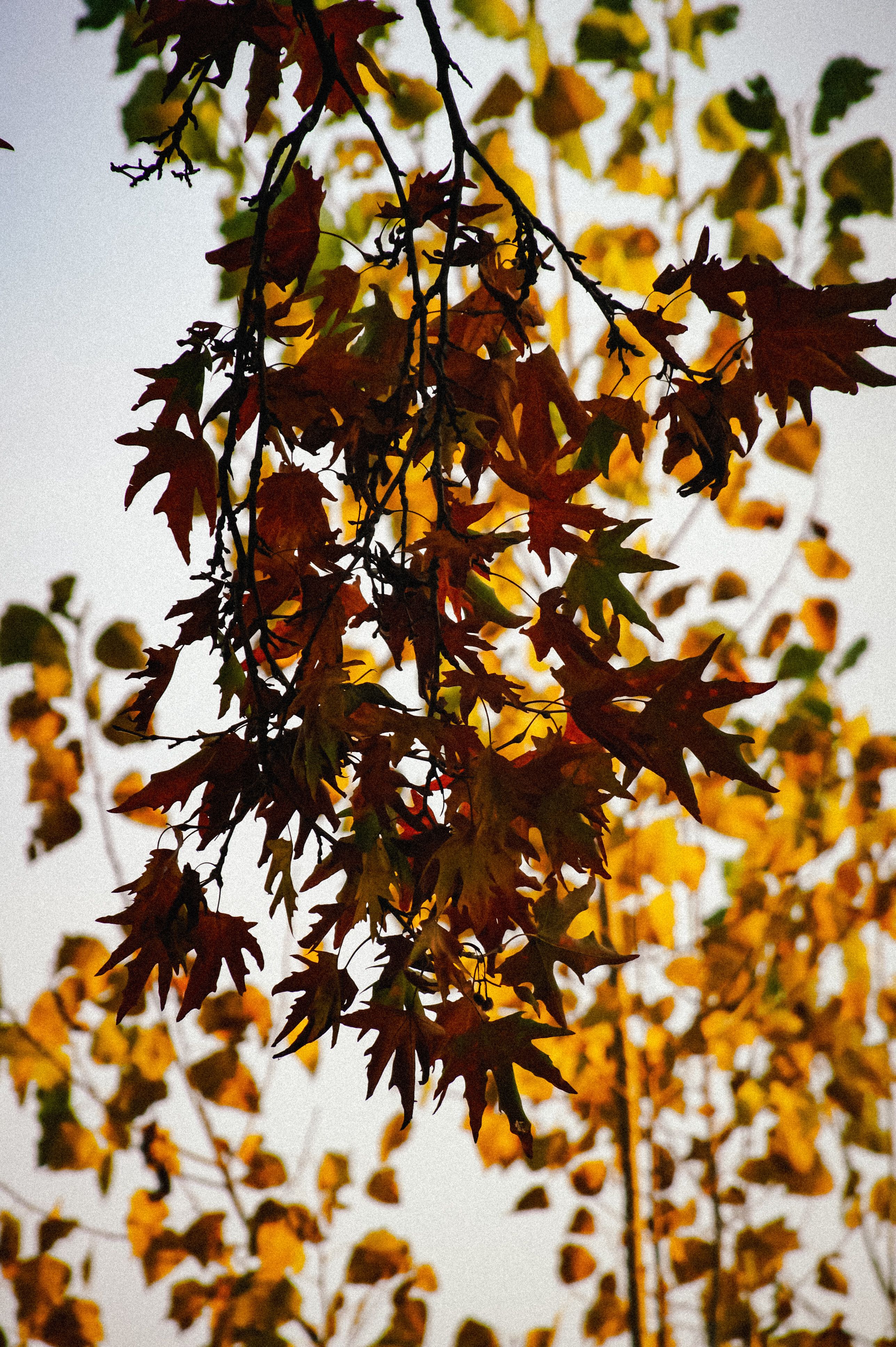 Close up of Autumn Leaves on Branches · Free Stock Photo