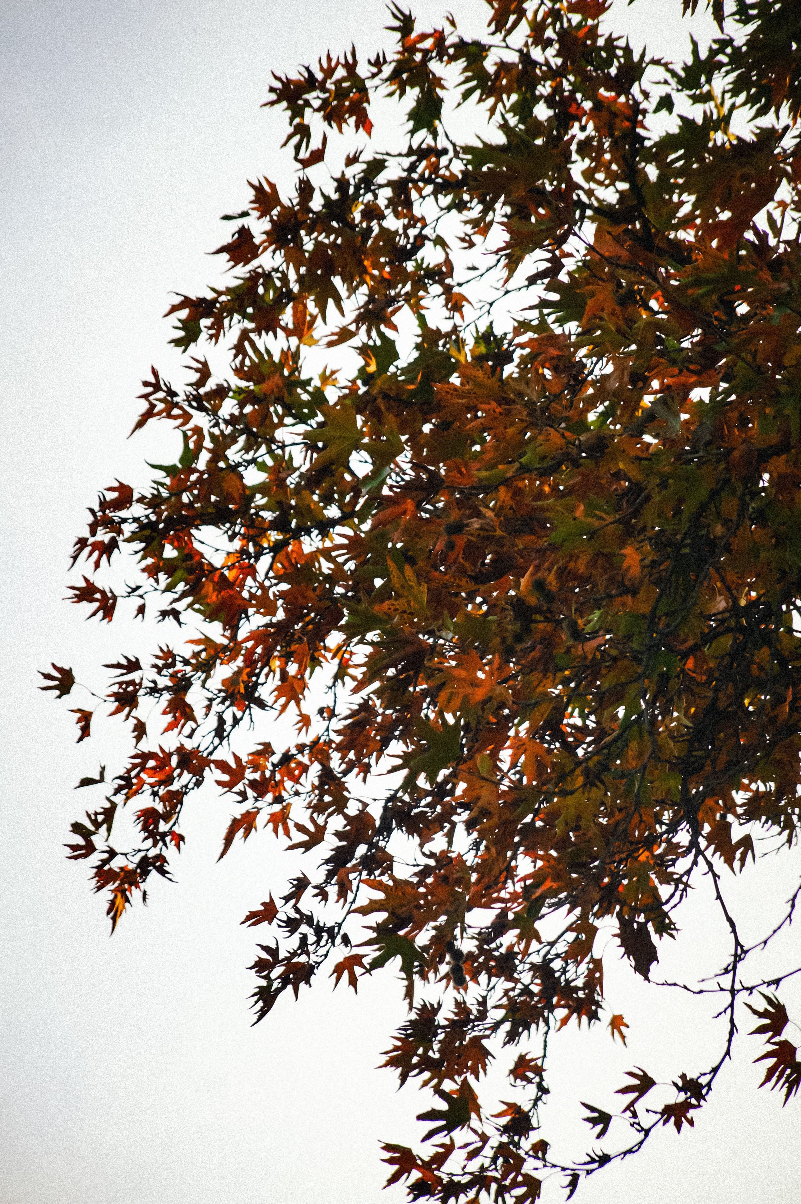 Low Angle Shot of Leaves on Tree · Free Stock Photo