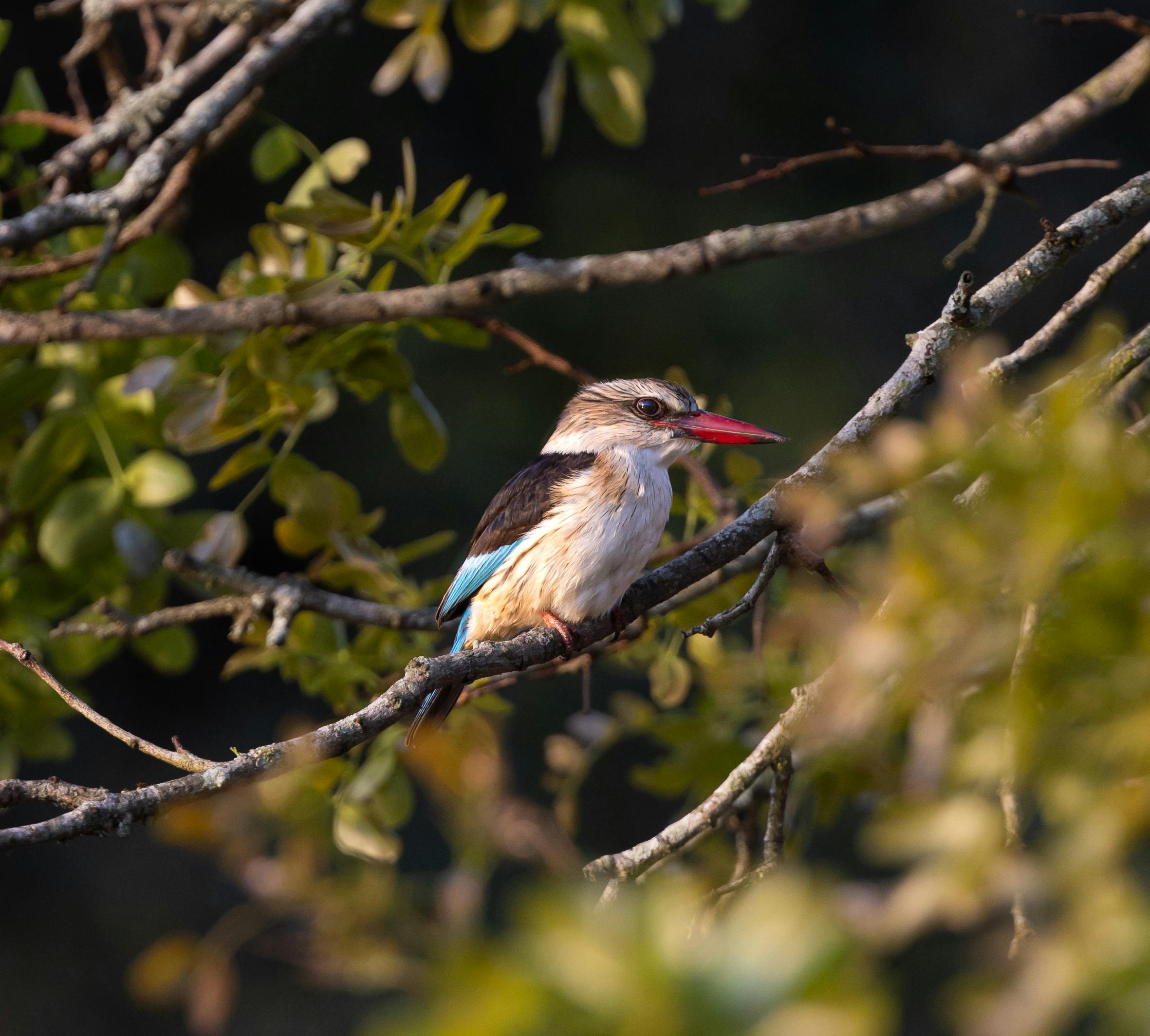 Quick Photos, Download The BEST Free Quick Stock Photos & HD Images