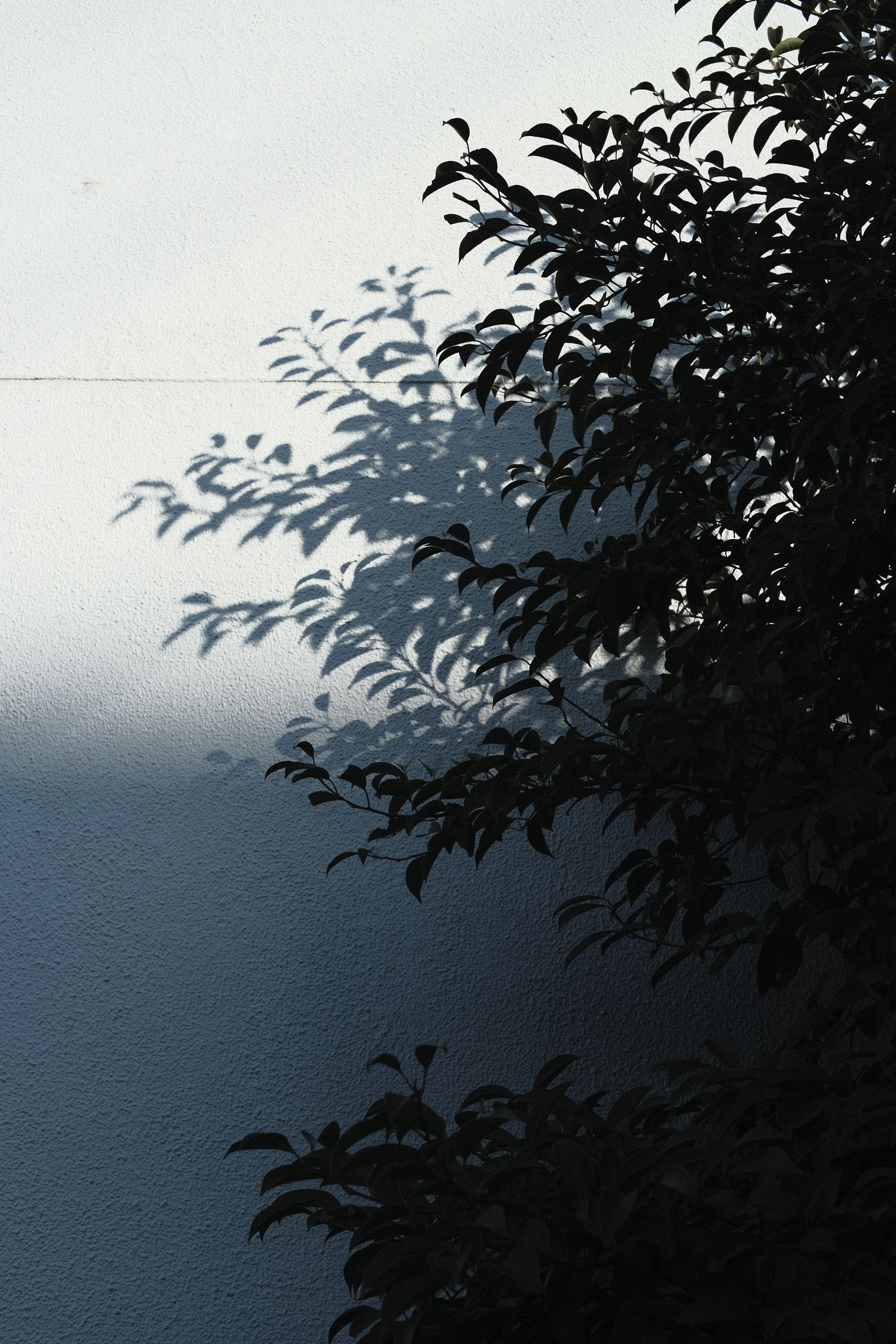 Shrub and its Shadow on a Wall · Free Stock Photo