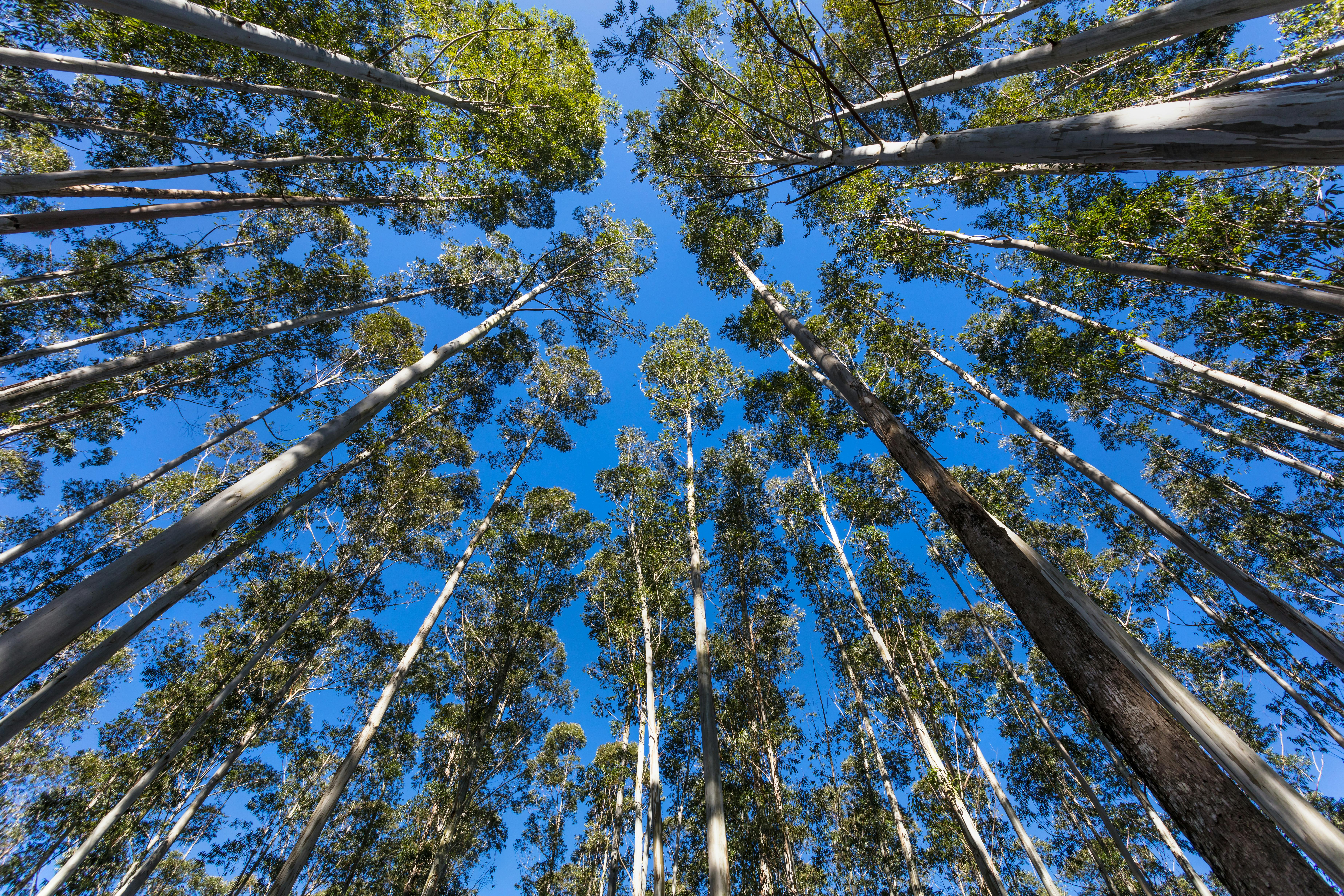 Low Angle Photography of Brown Leaf Forest Trees at Daytime · Free ...