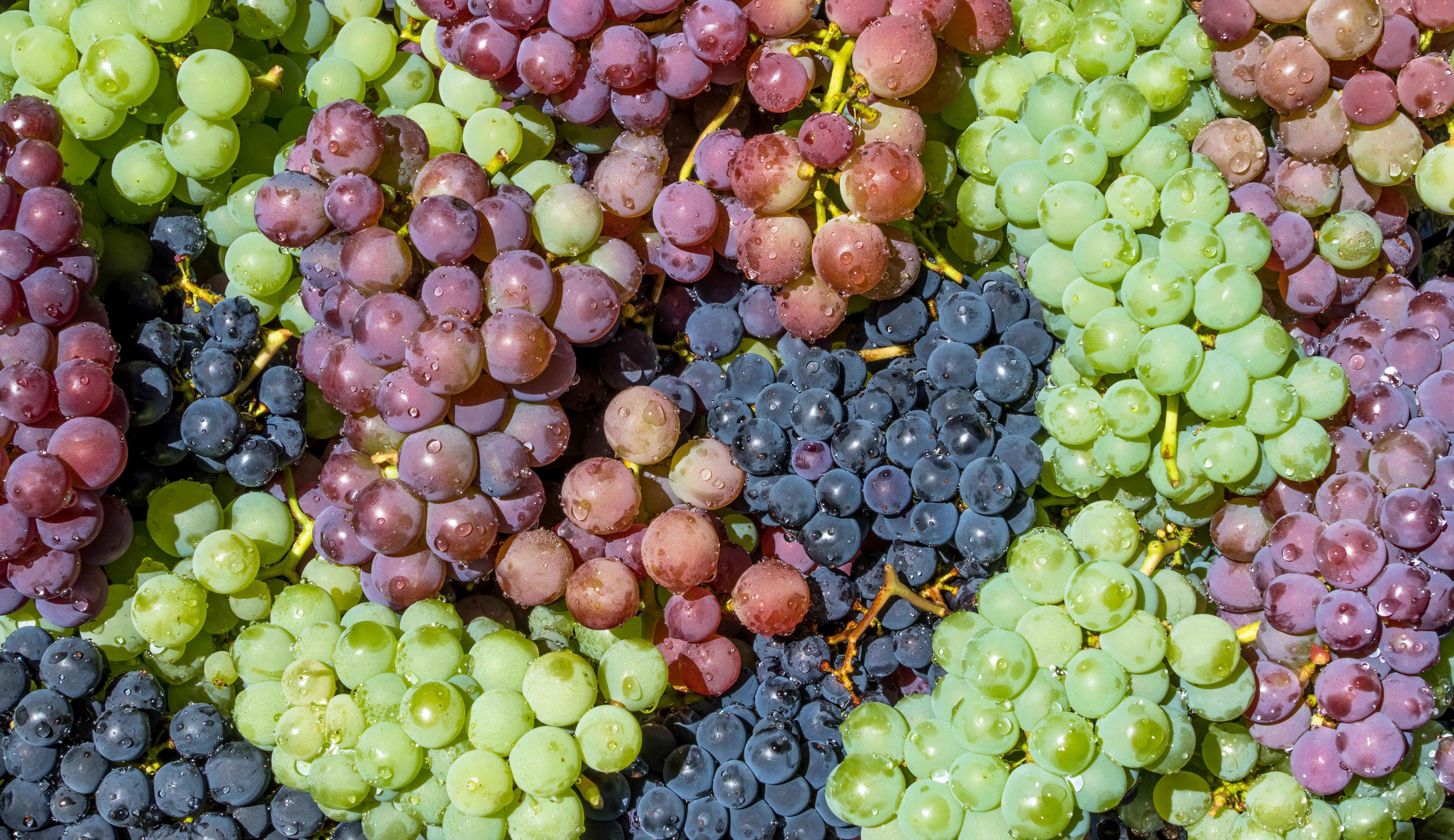 Close up of Colorful Grapes · Free Stock Photo