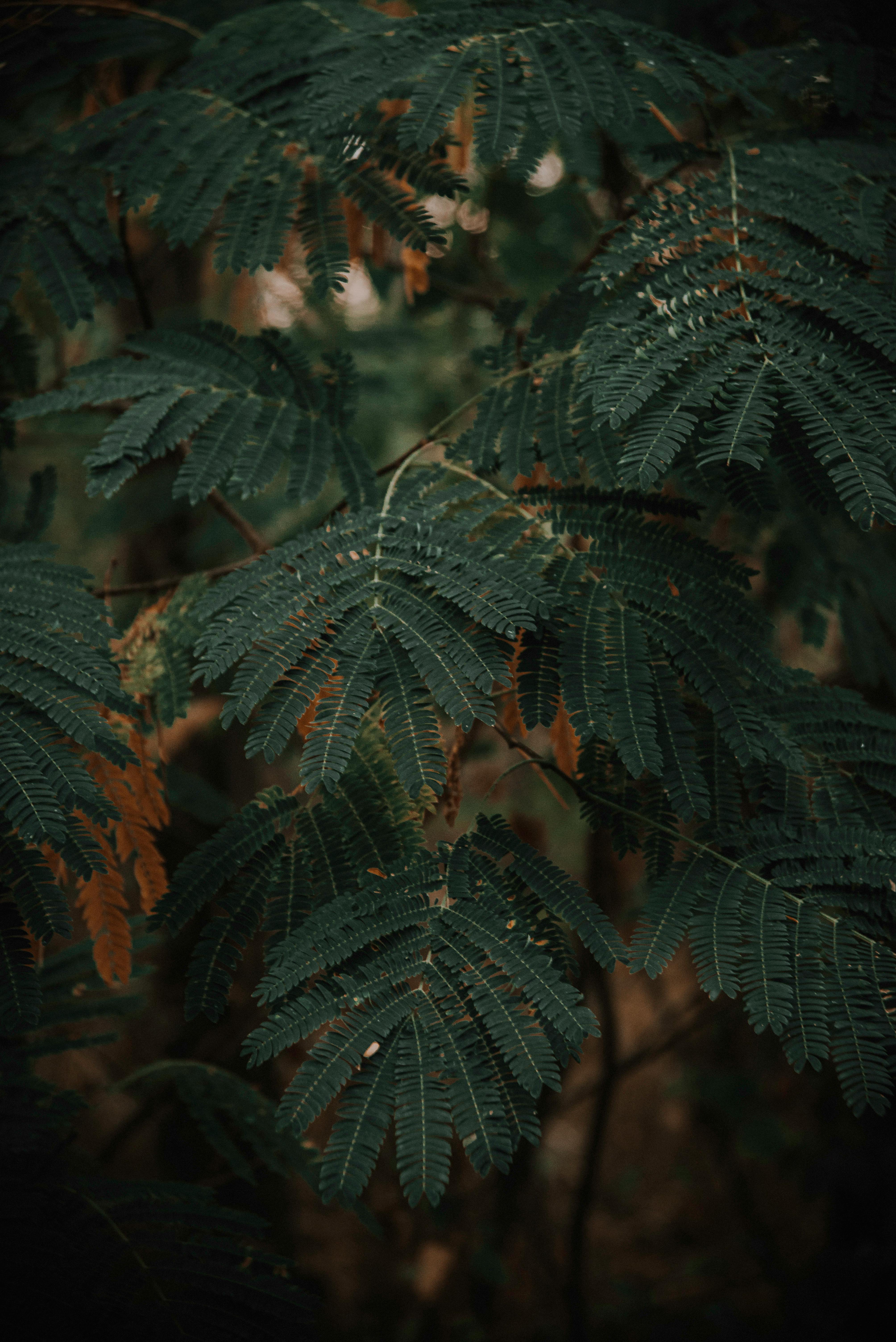 Small Green Leaves of Mimosa Tree · Free Stock Photo
