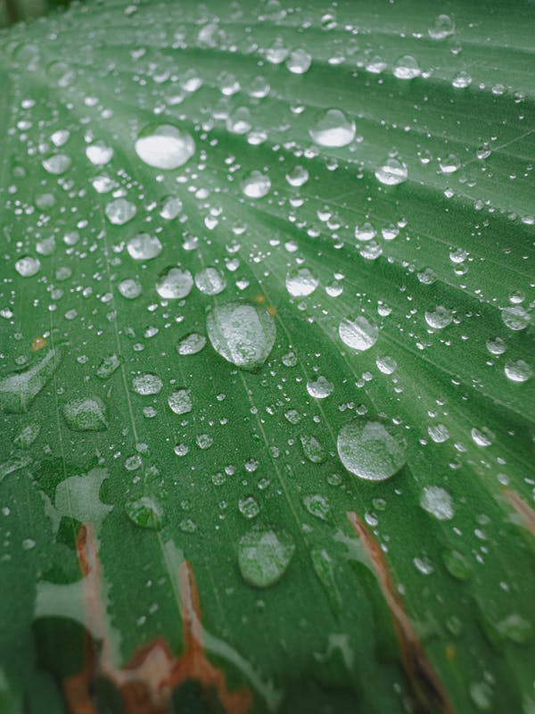 Cassava Leaf Photos, Download The BEST Free Cassava Leaf Stock Photos ...