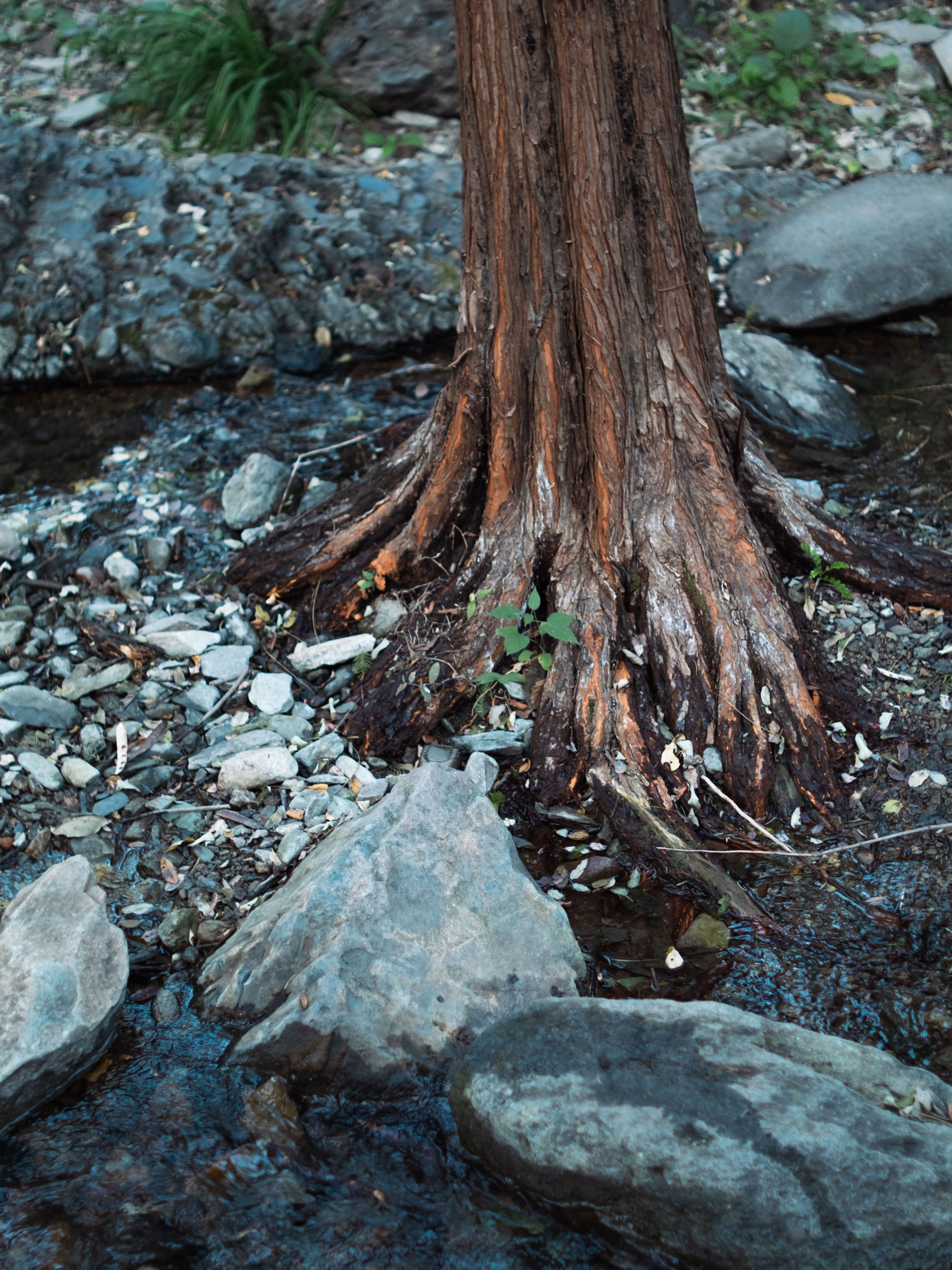 Kaju Tree Photos, Download The BEST Free Kaju Tree Stock Photos & HD Images