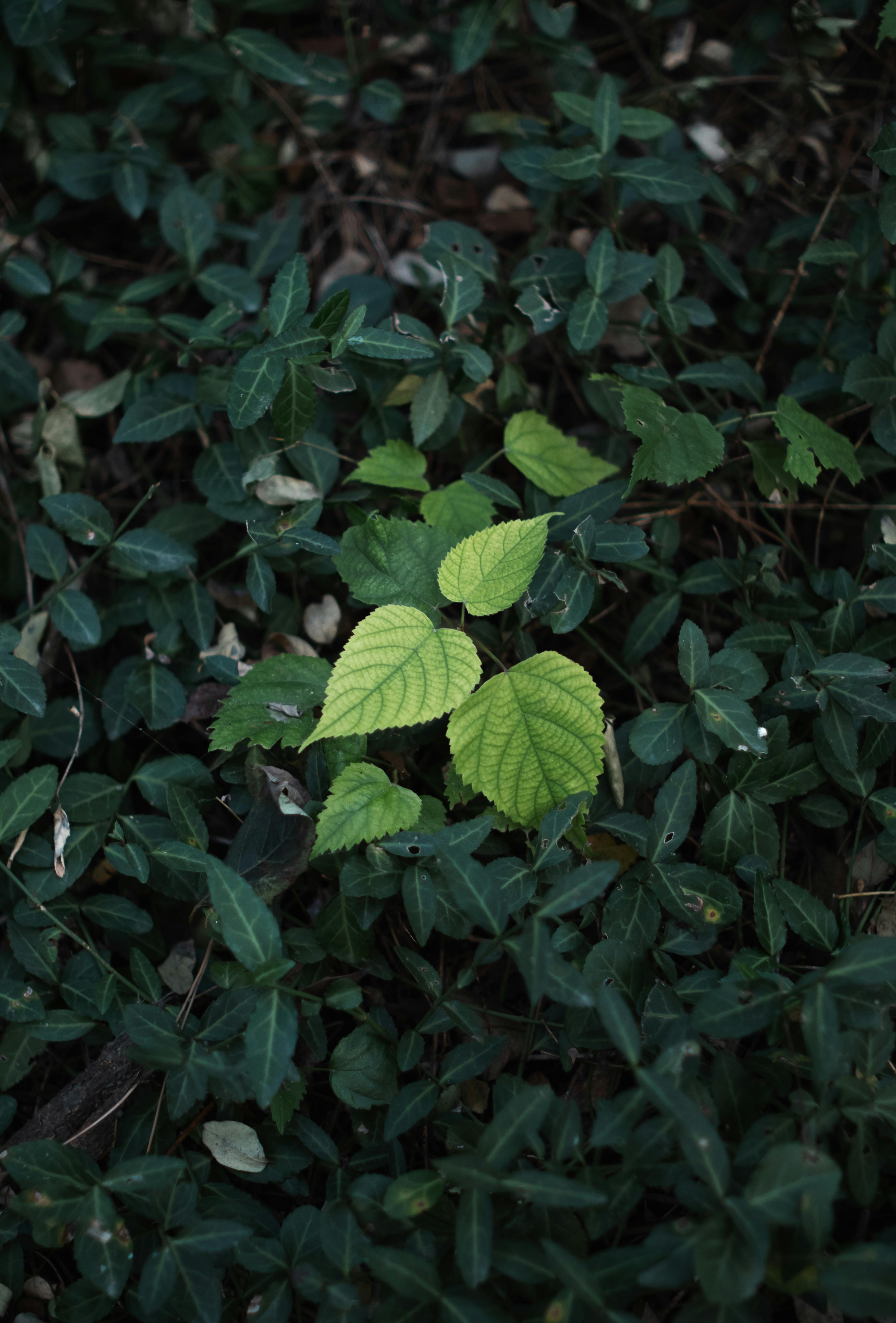 Green Growth Photos, Download The BEST Free Green Growth Stock Photos ...