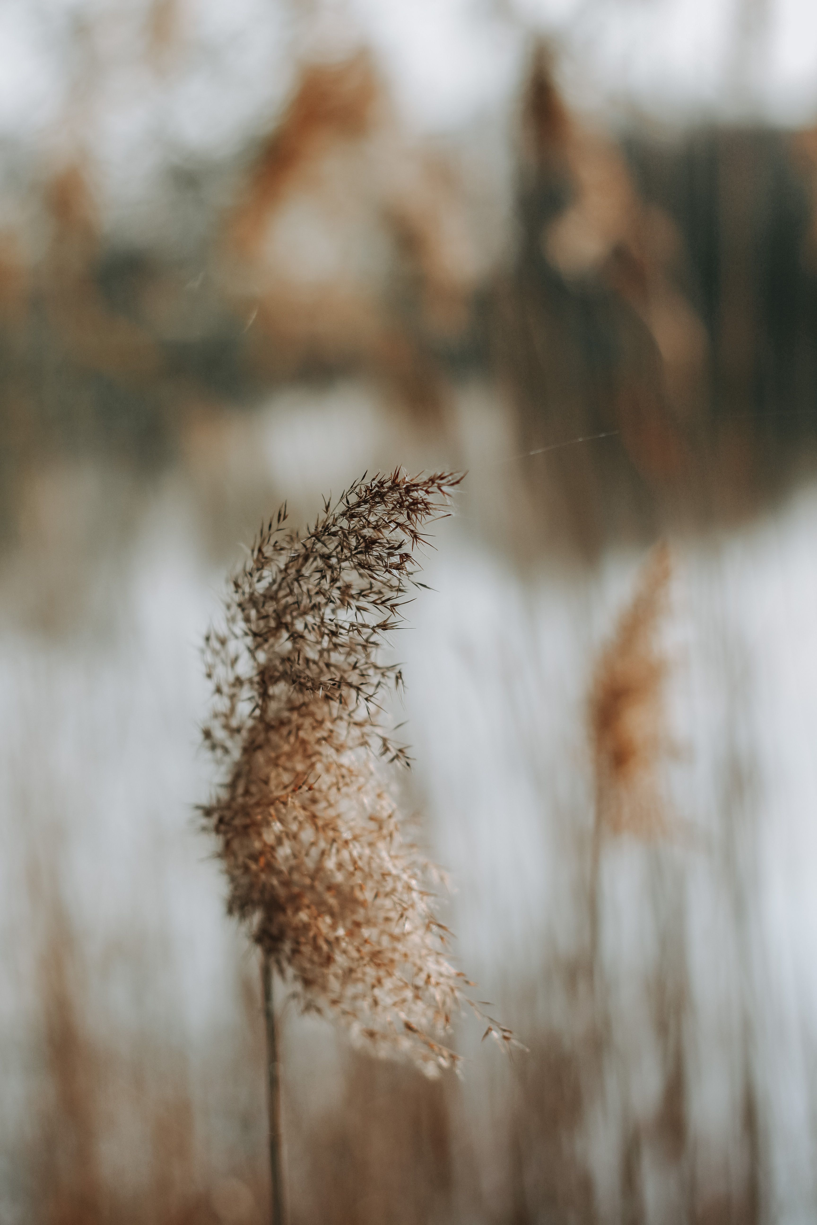Closeup of a Dry Straw · Free Stock Photo