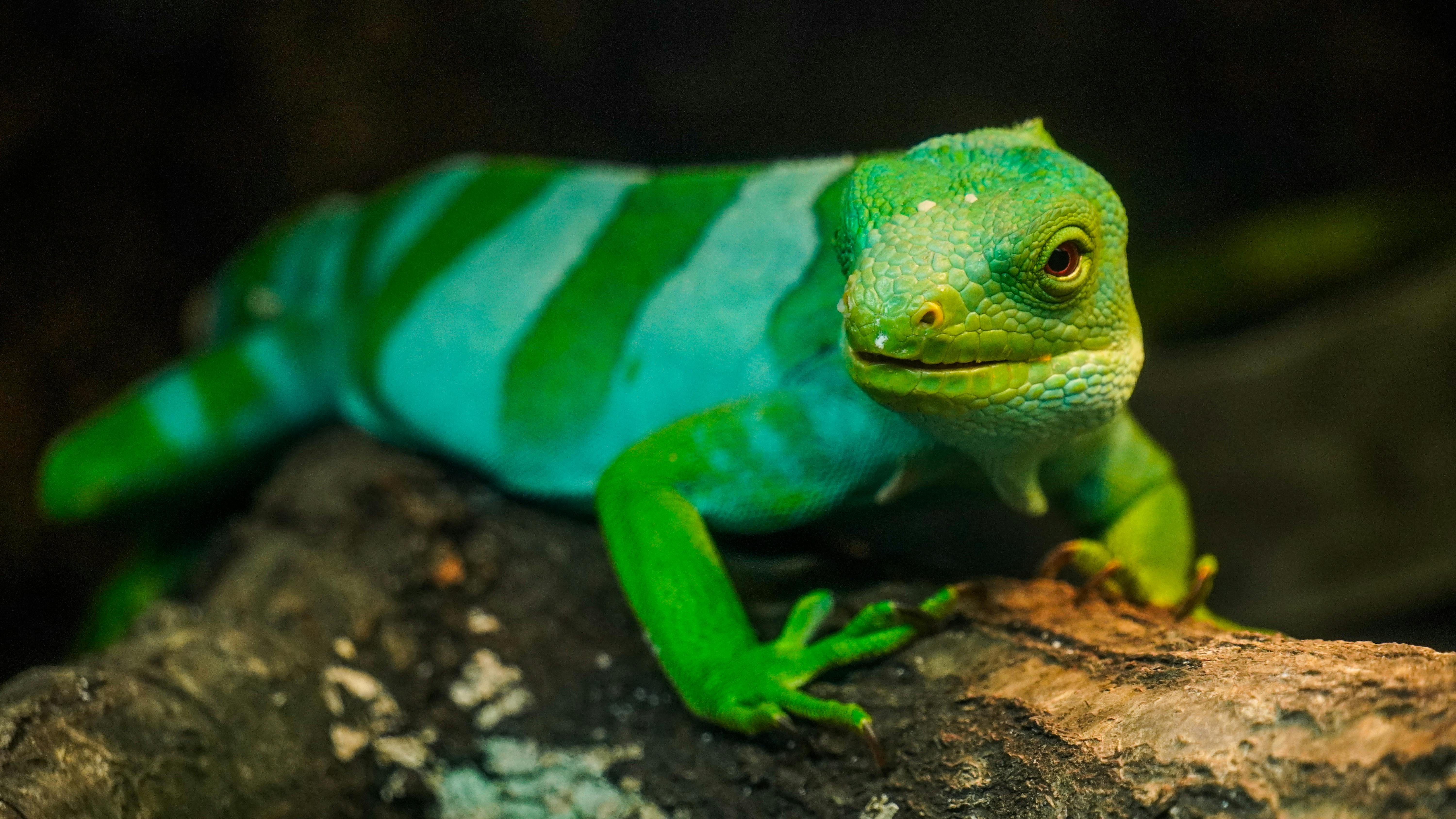 Lepidodactylus lugubris: Easy Guide to This Gecko Species
