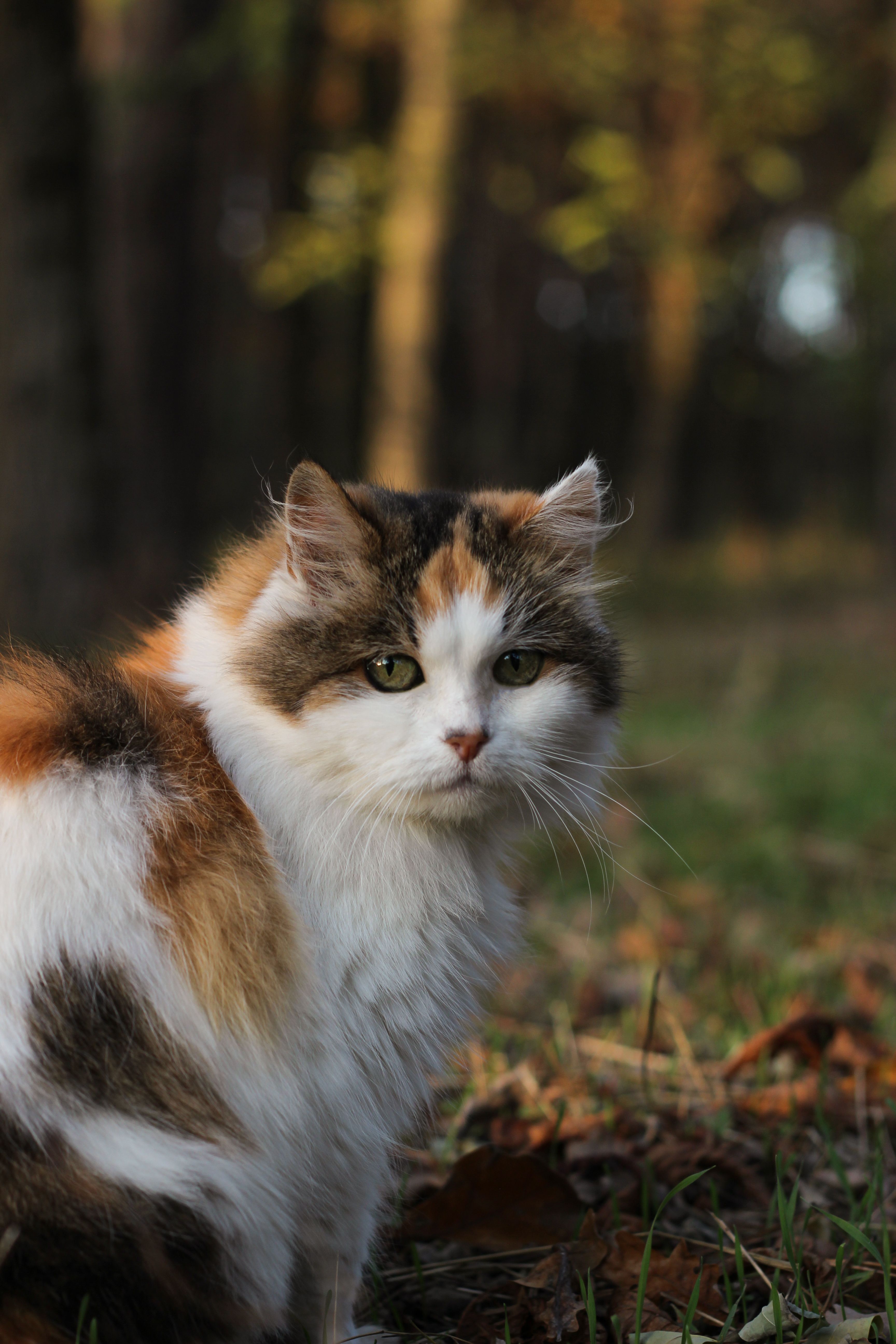 Portrait of a Cat in a Forest · Free Stock Photo
