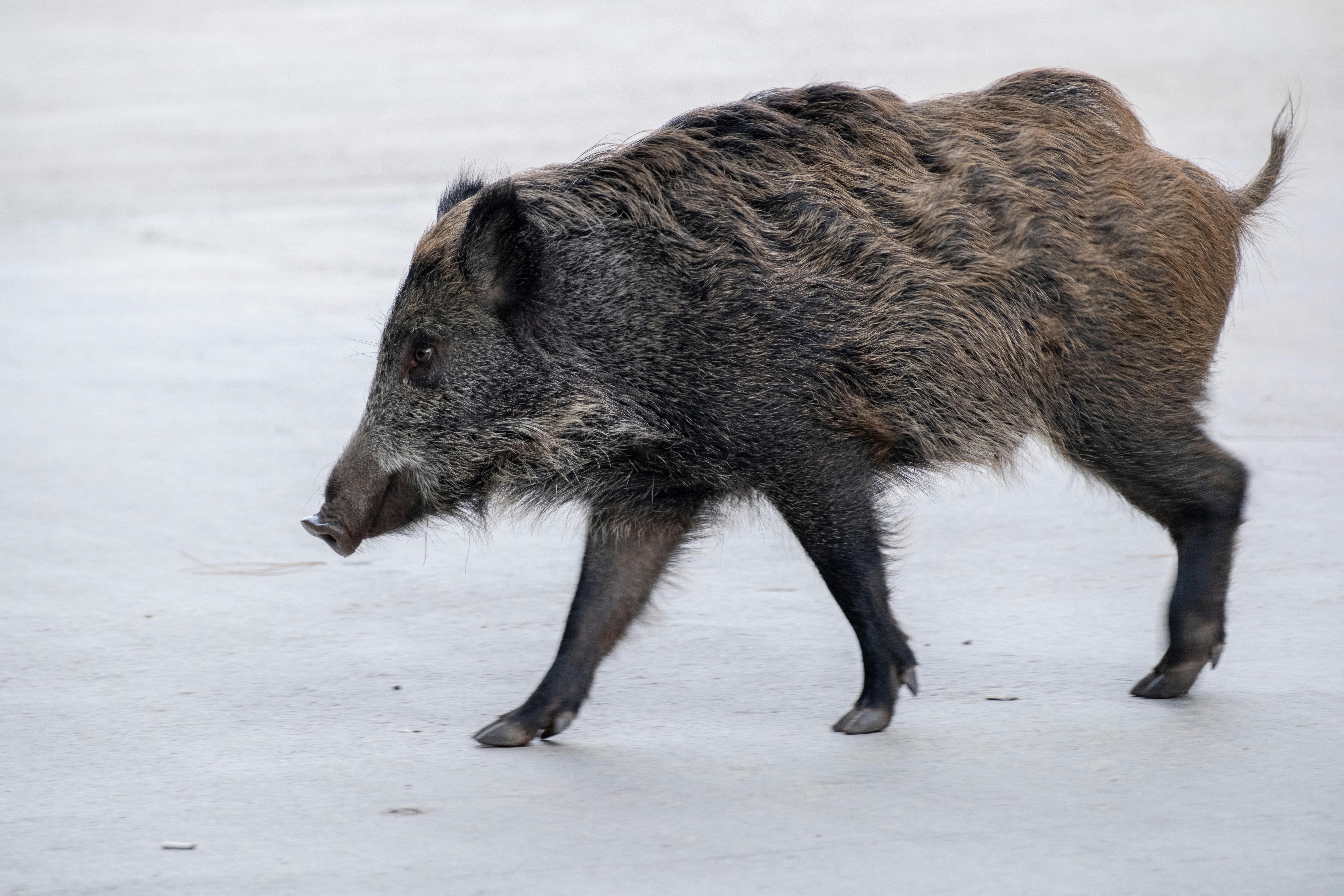 Boar Walking on Snow · Free Stock Photo