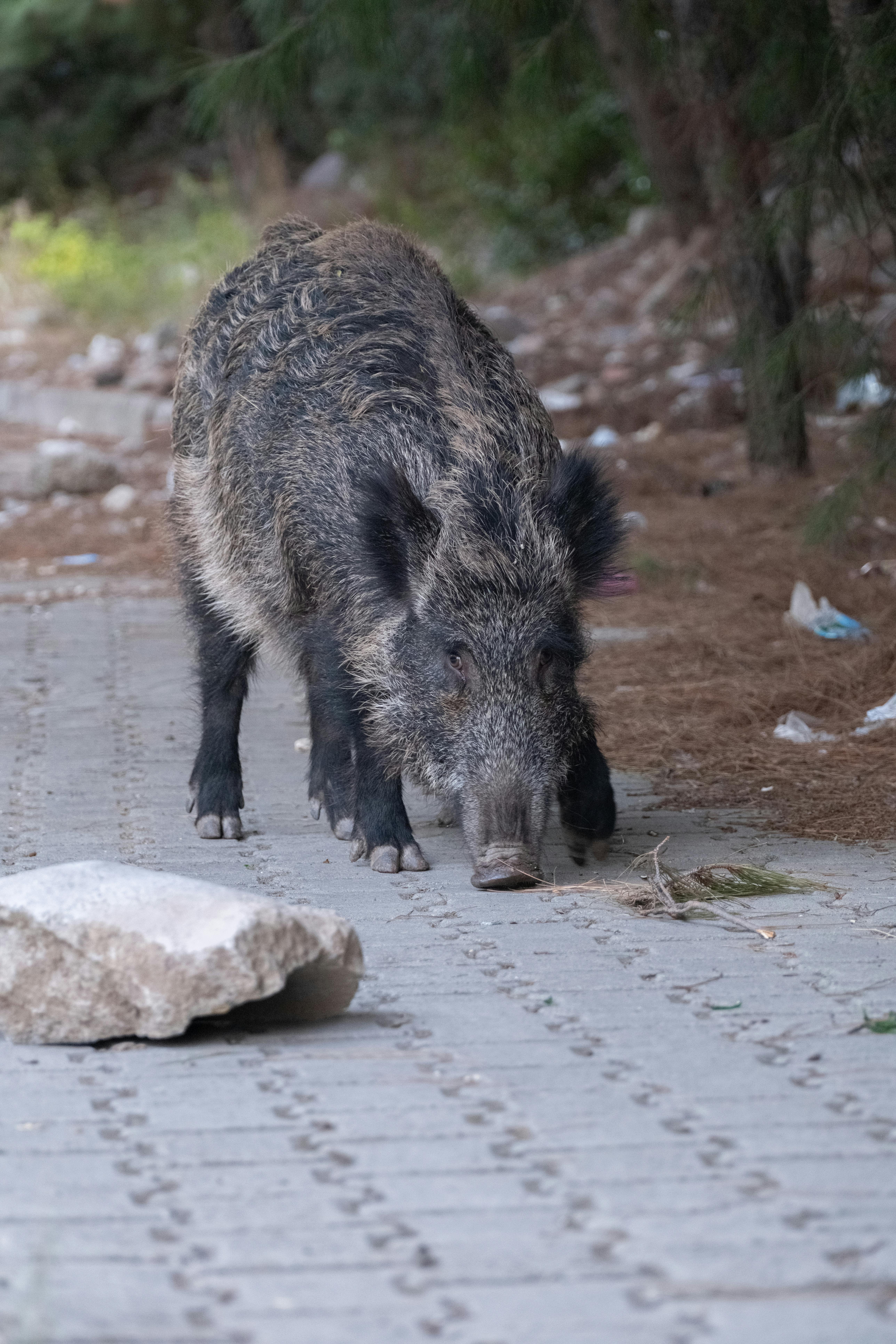 Boar Sniffing Sidewalk · Free Stock Photo