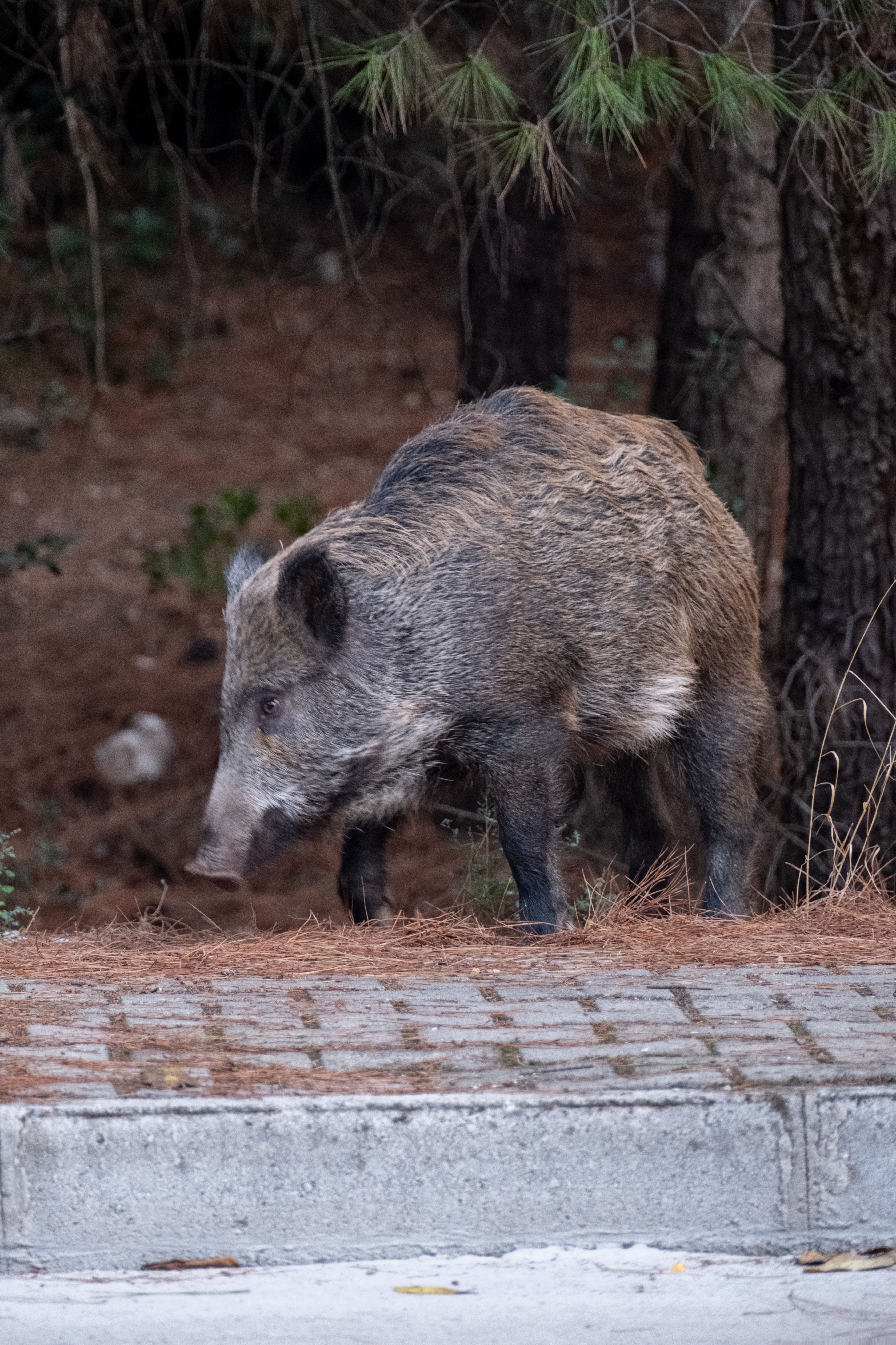 Boar Walking Sidewalk by Trees · Free Stock Photo