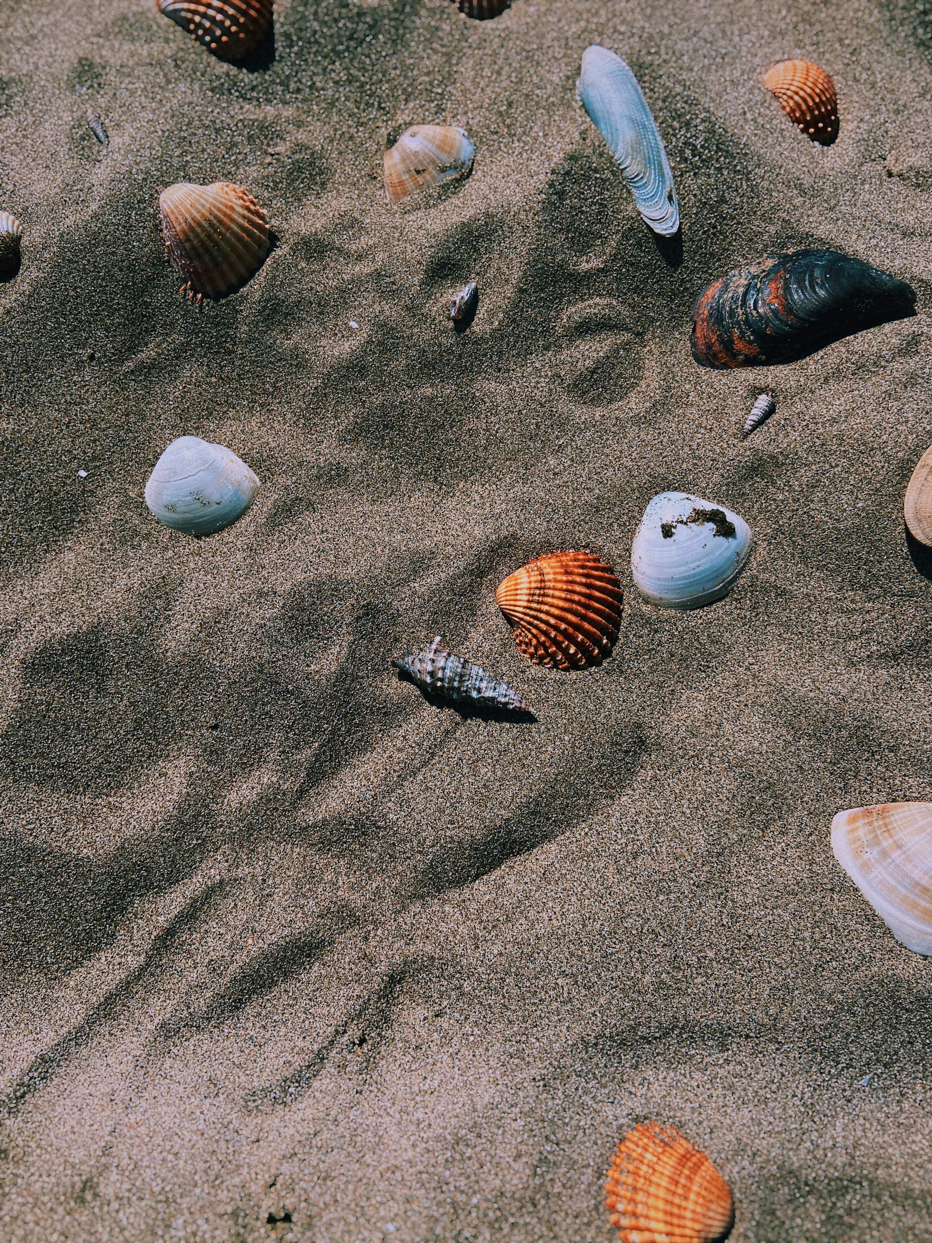 Shells on Sand · Free Stock Photo