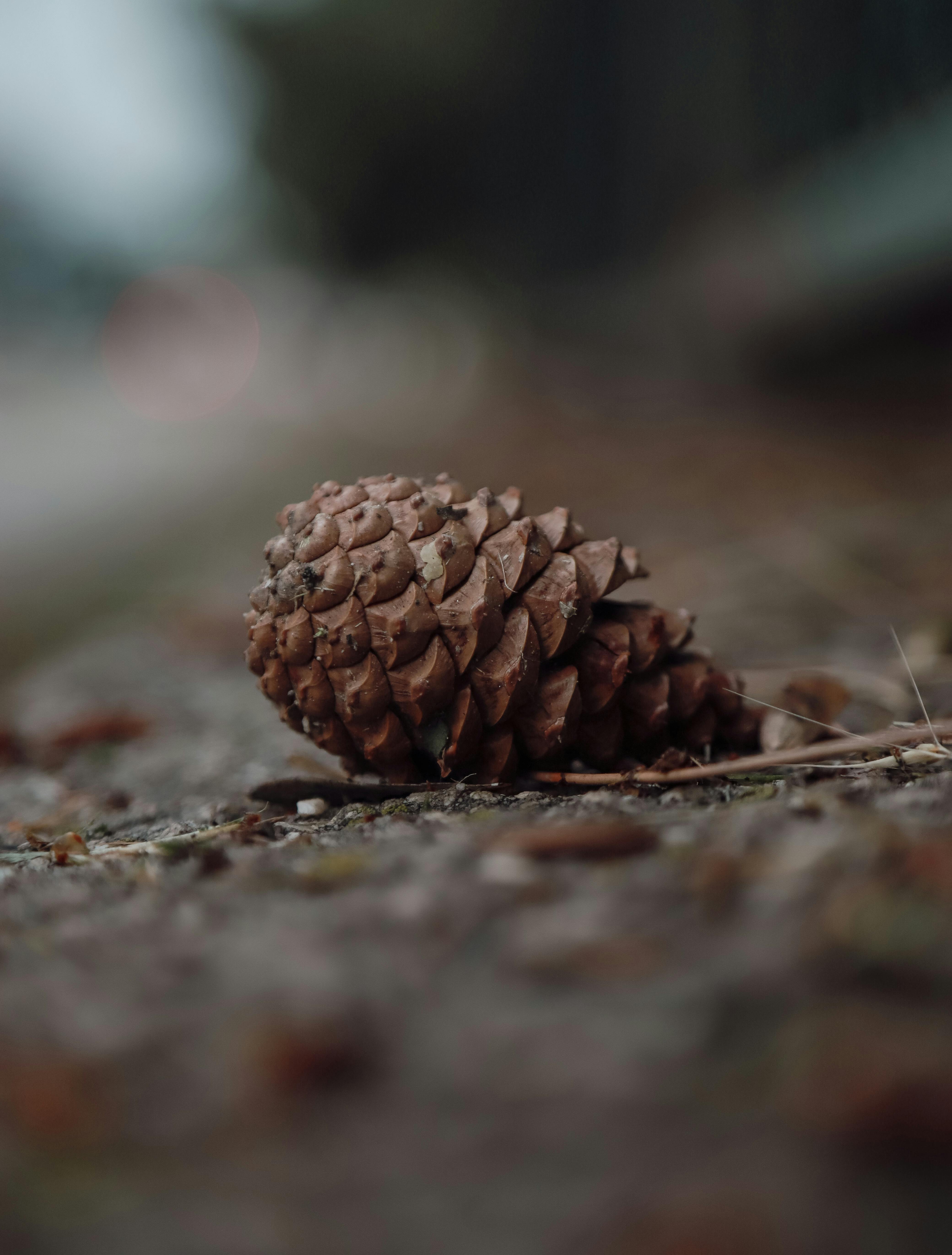 Brown Boads Photos, Download The BEST Free Brown Boads Stock Photos ...