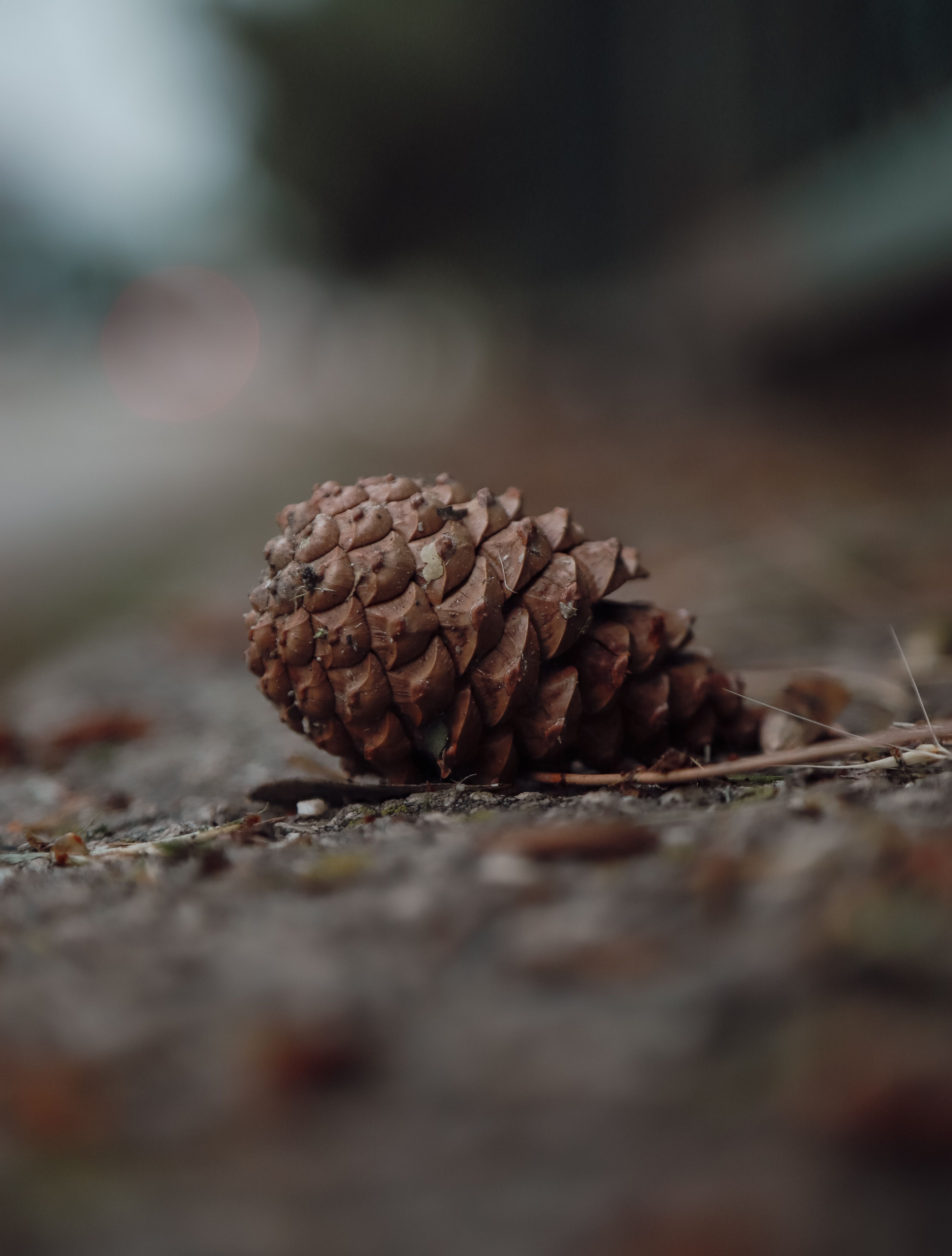 Close up of Cone on Ground · Free Stock Photo