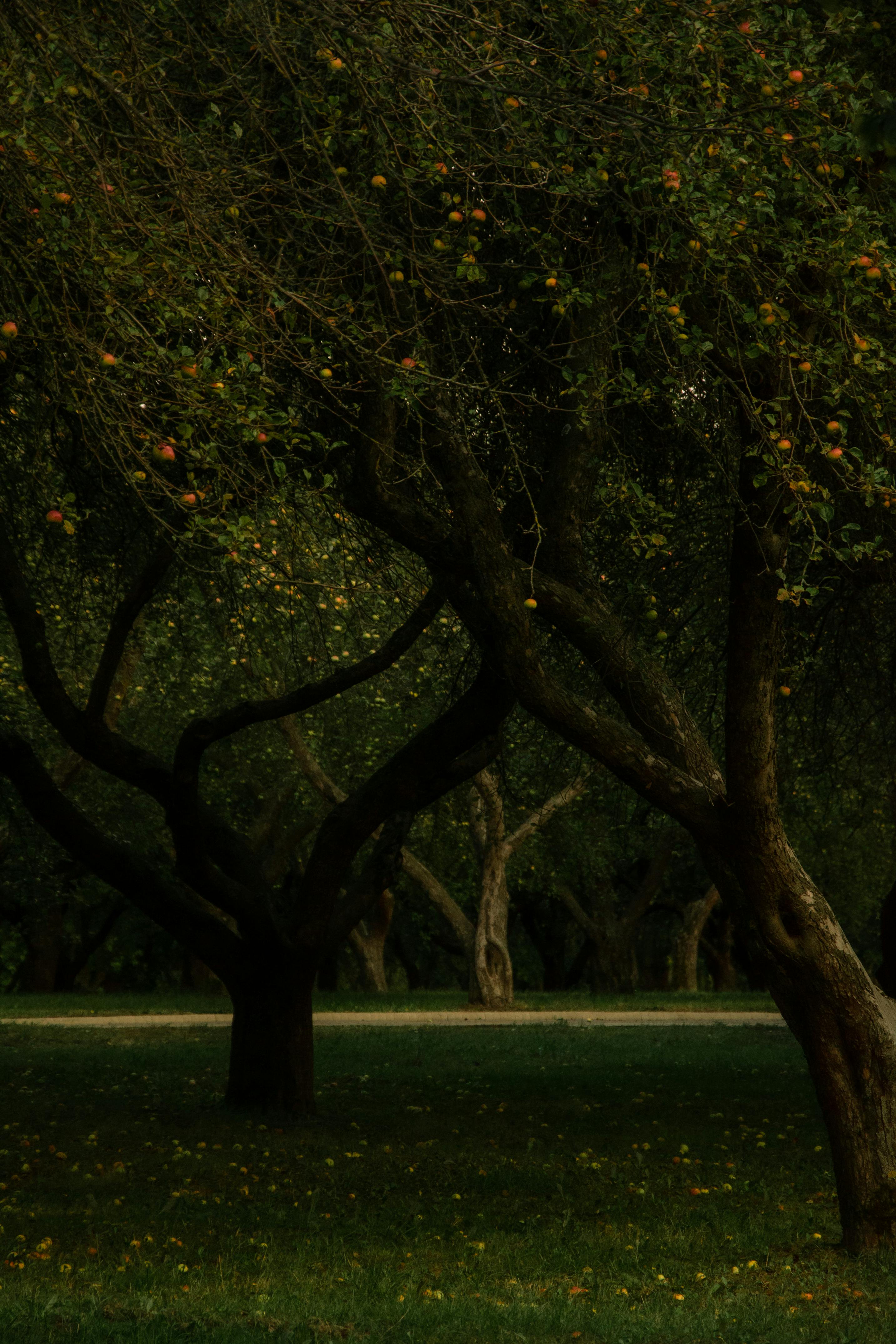 Green Trees with Fruit in Park · Free Stock Photo