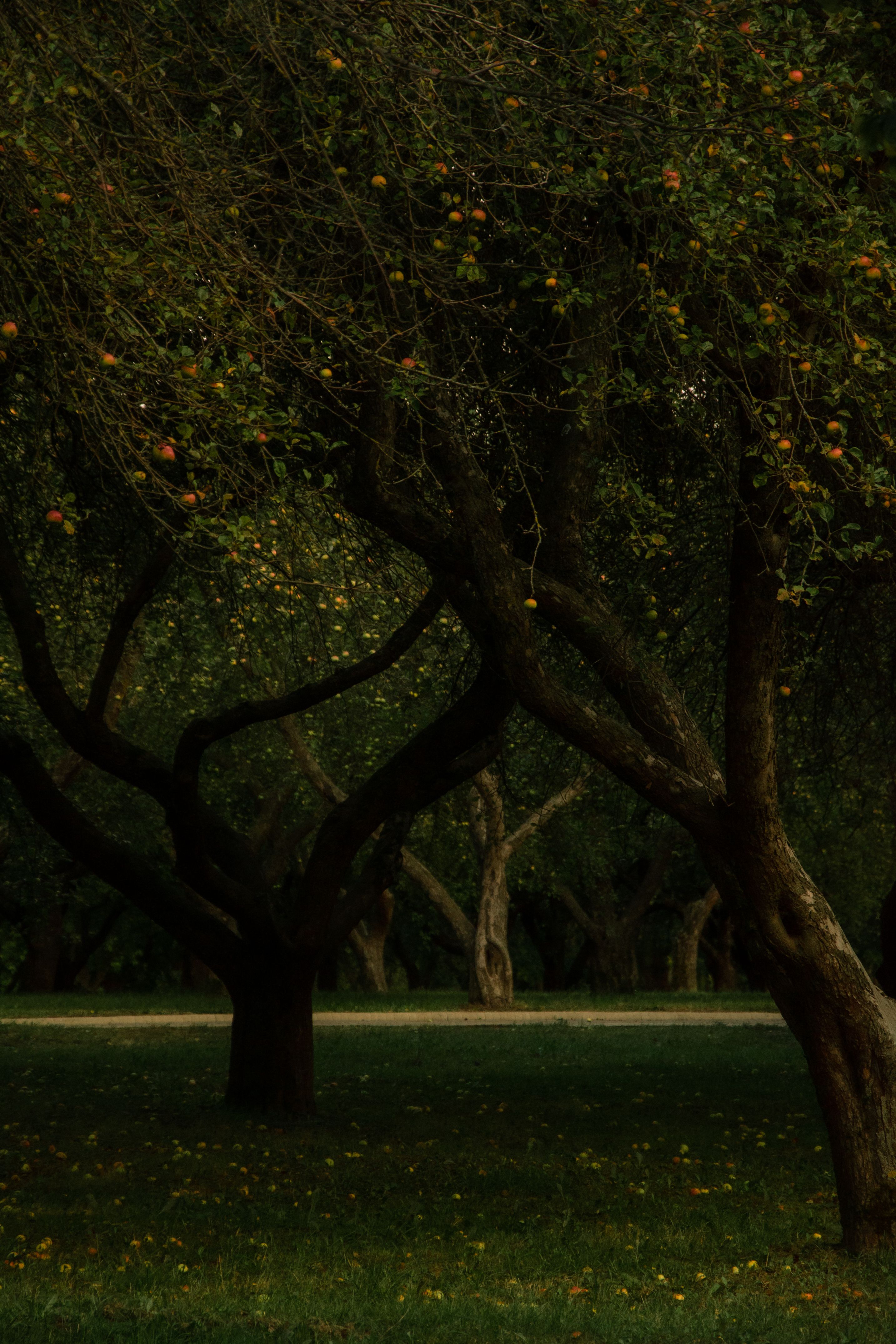 Fruit Trees Loaded Photos, Download The BEST Free Fruit Trees Loaded ...