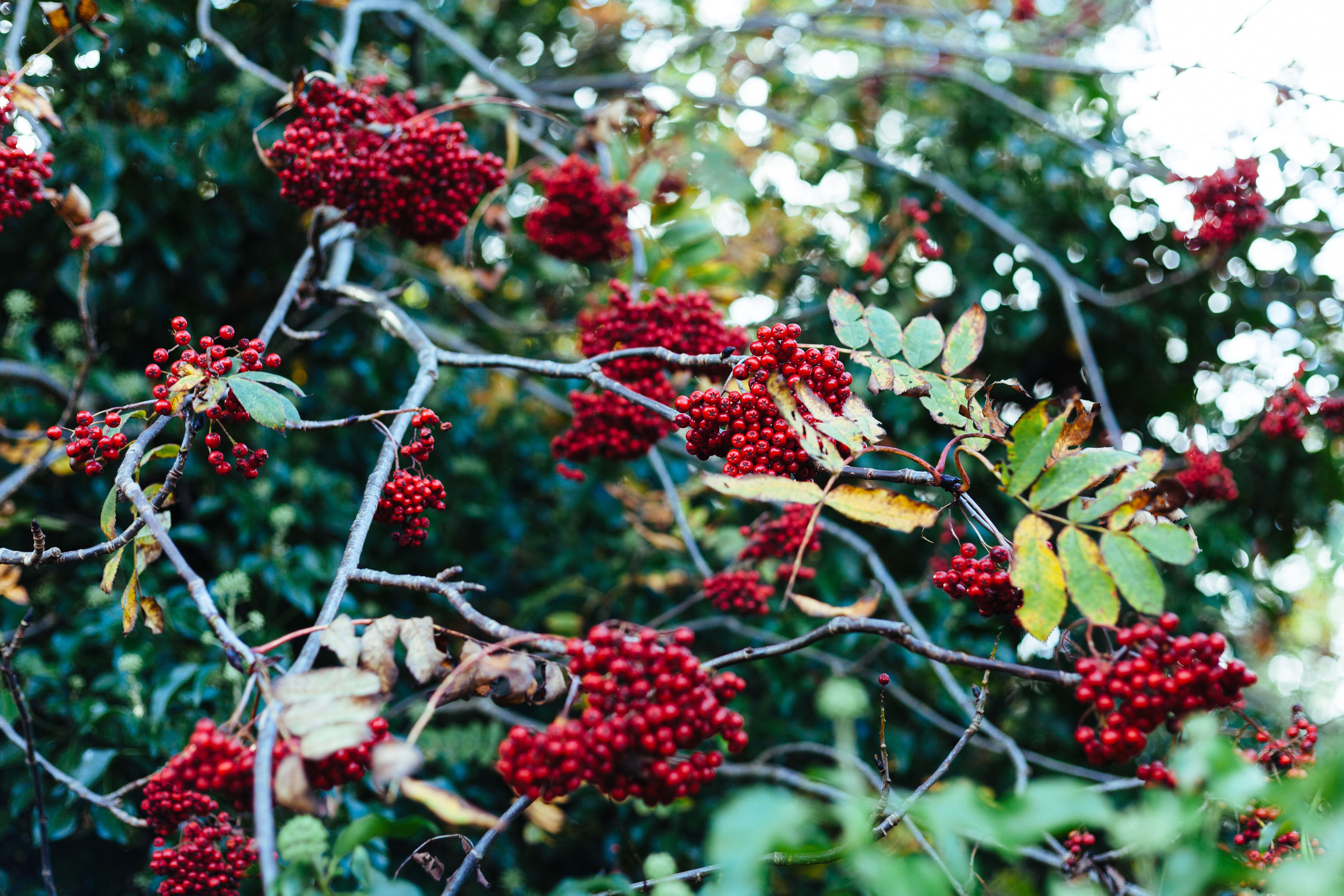 Red Fruits on Tree · Free Stock Photo