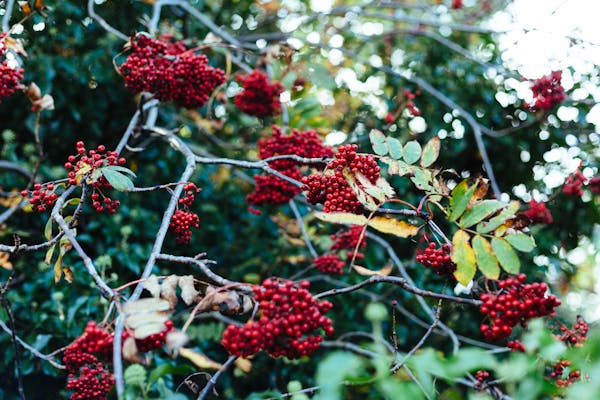 Berries Trees Photos, Download The BEST Free Berries Trees Stock Photos ...