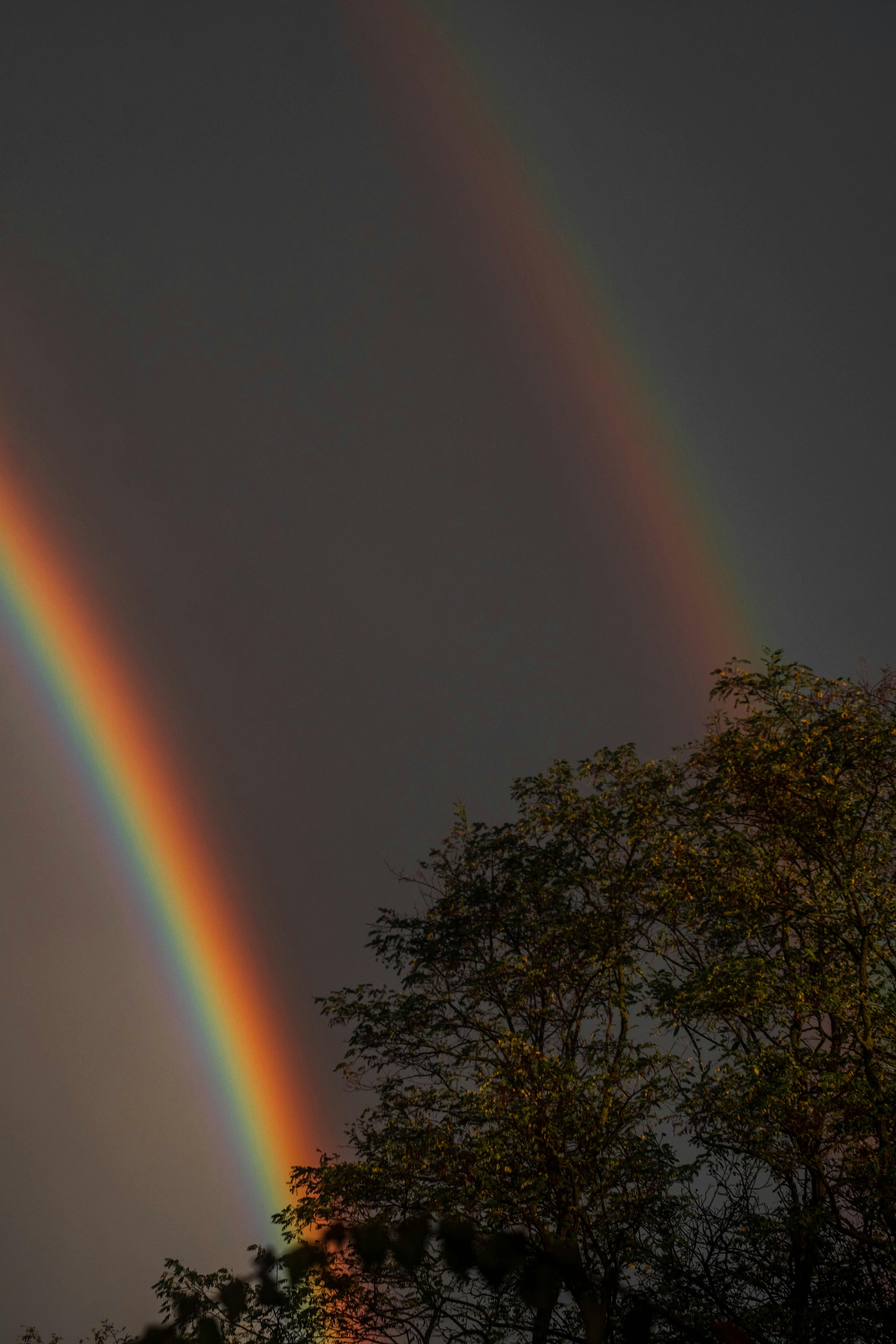 Bright Double Rainbow Over Tree Top · Free Stock Photo