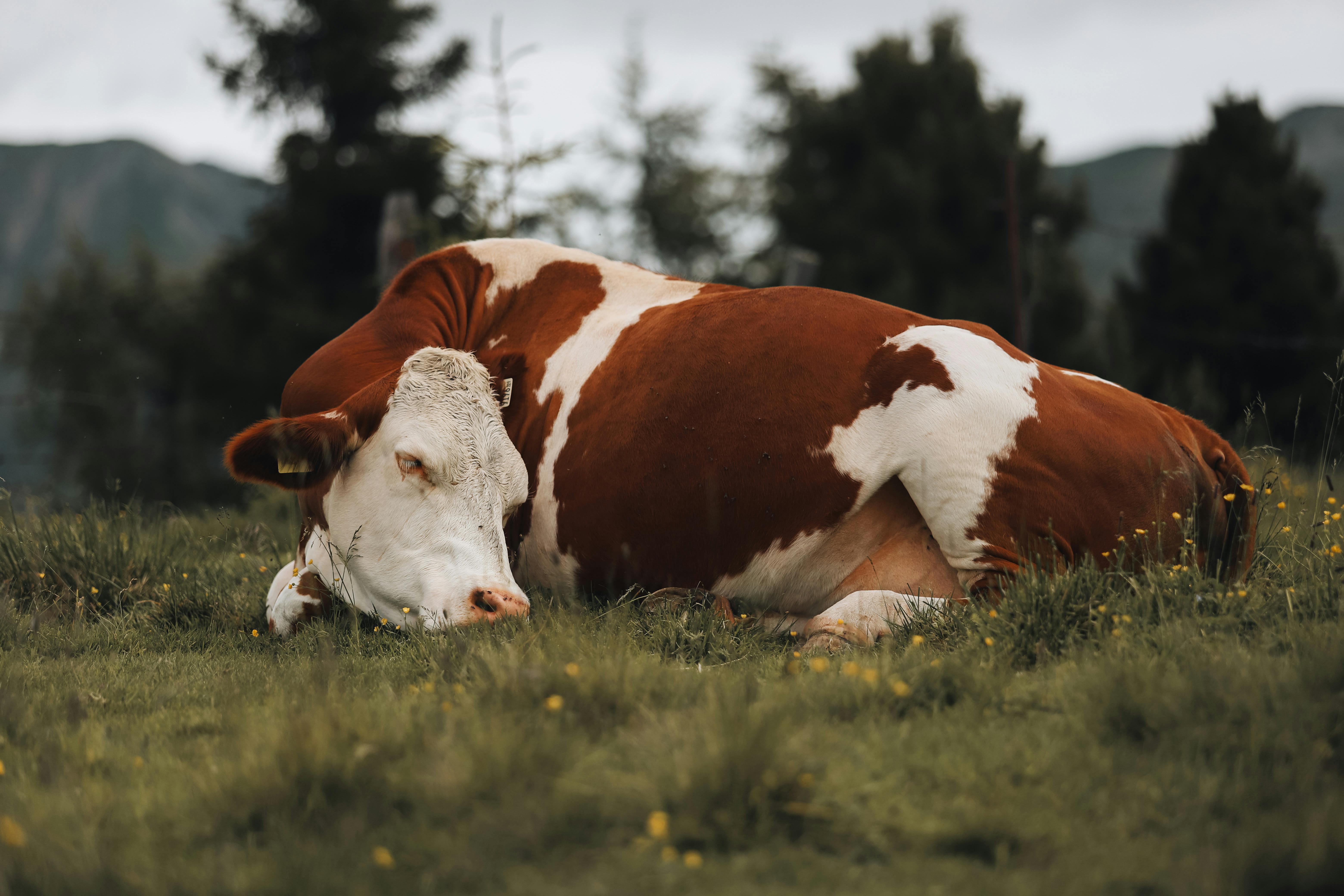 Brown Cow Sleeping on Pasture · Free Stock Photo
