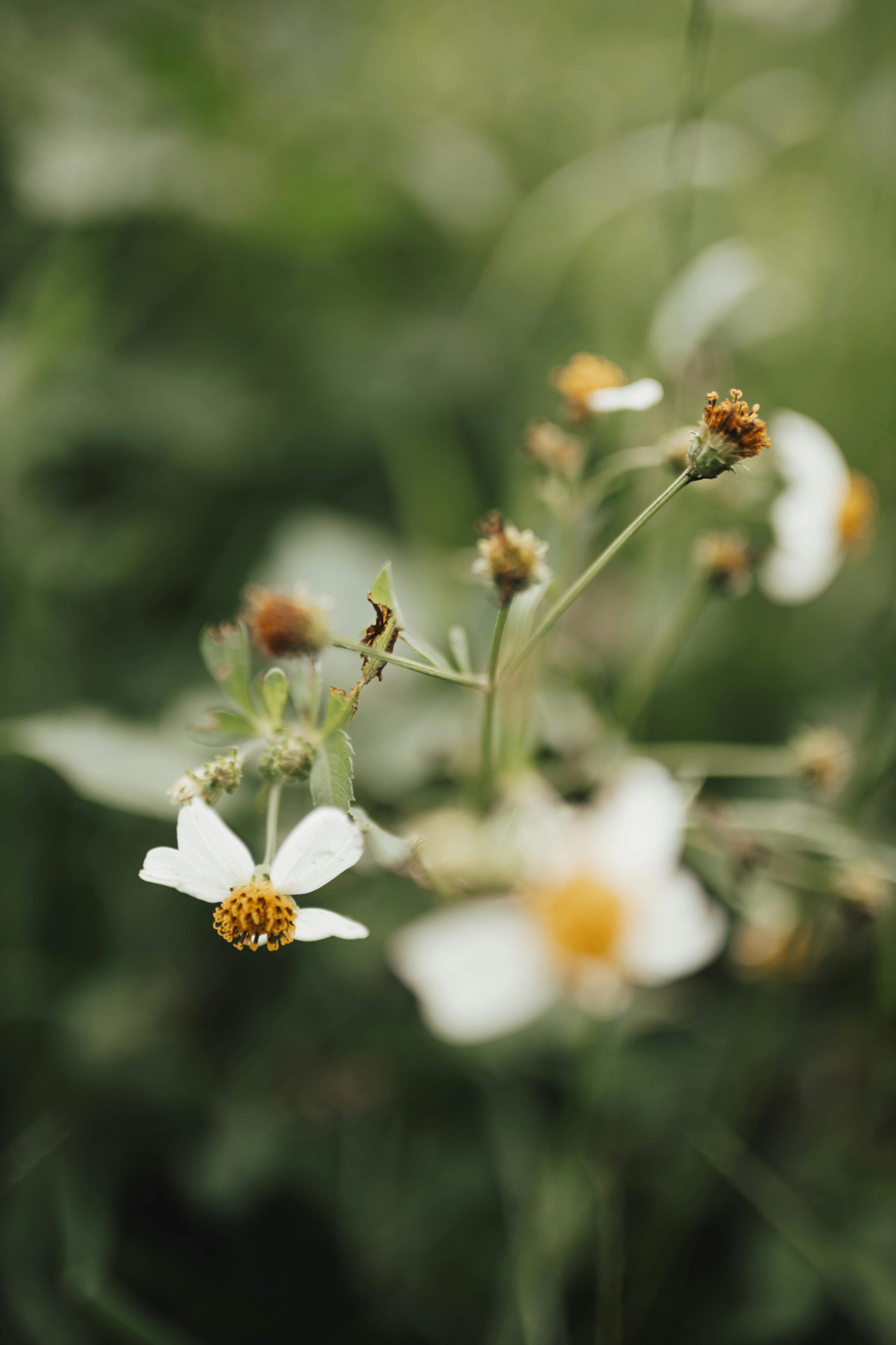 Club Growth Photos, Download The BEST Free Club Growth Stock Photos ...