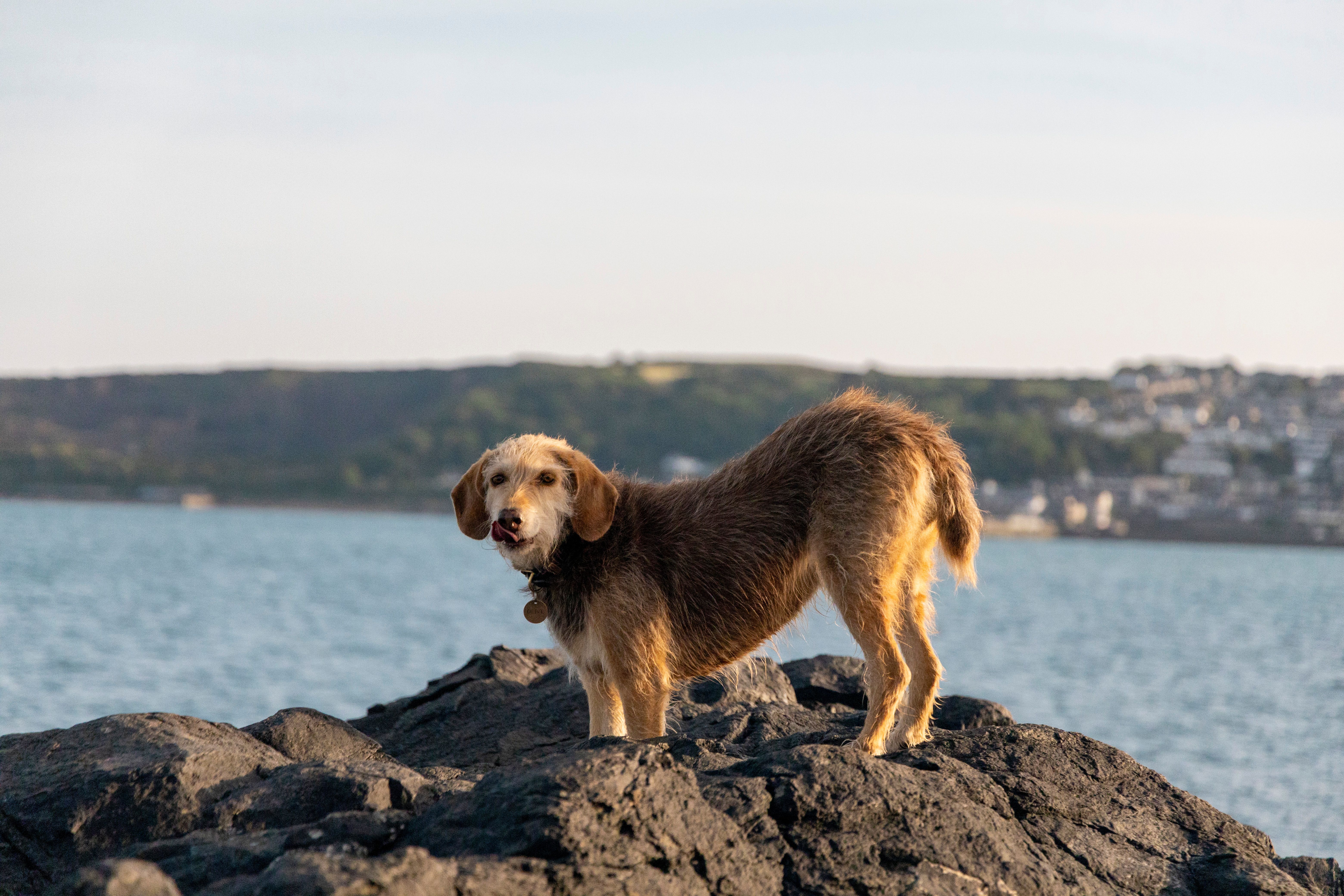 Dog by the Sea · Free Stock Photo