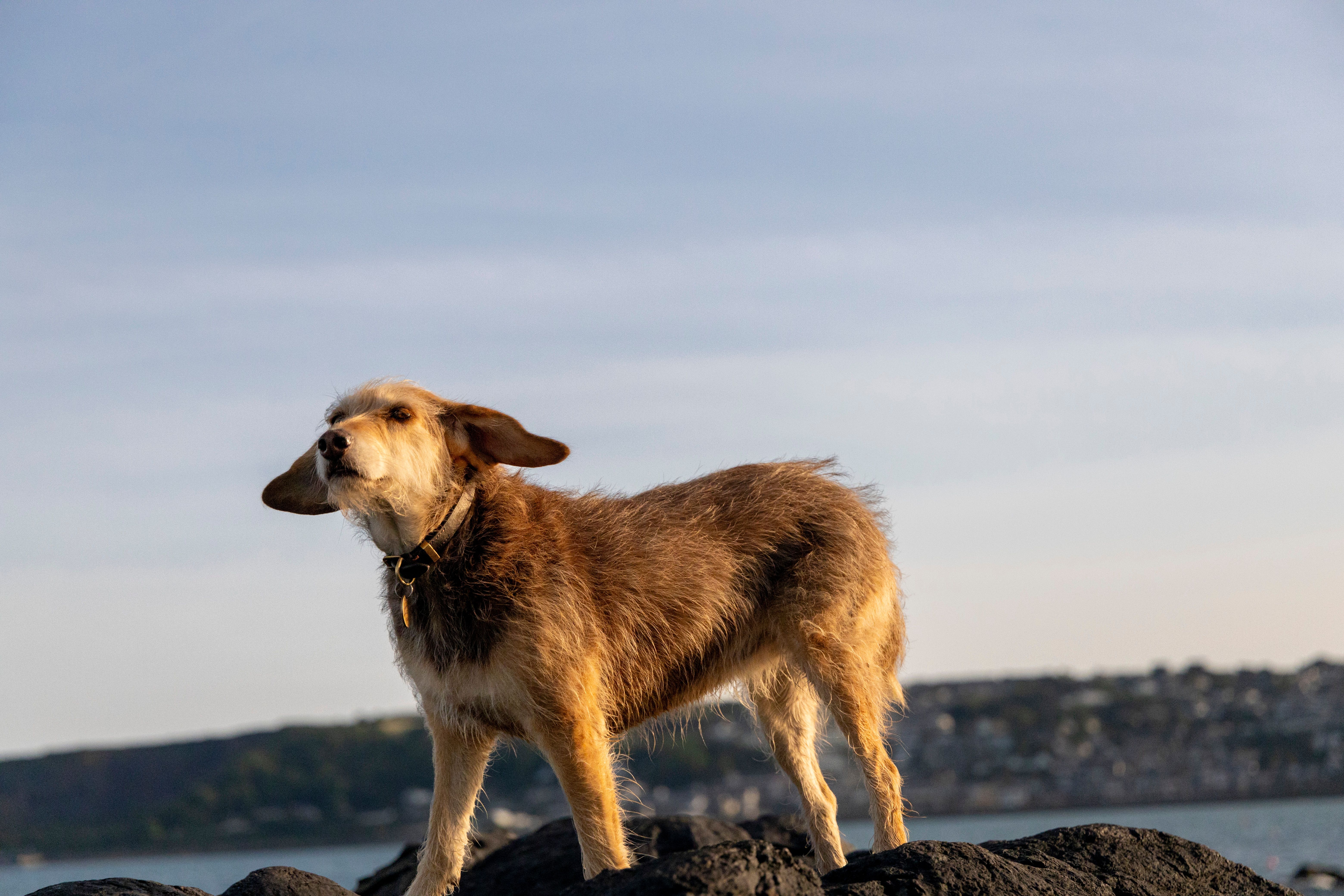 Dog in Seaside · Free Stock Photo