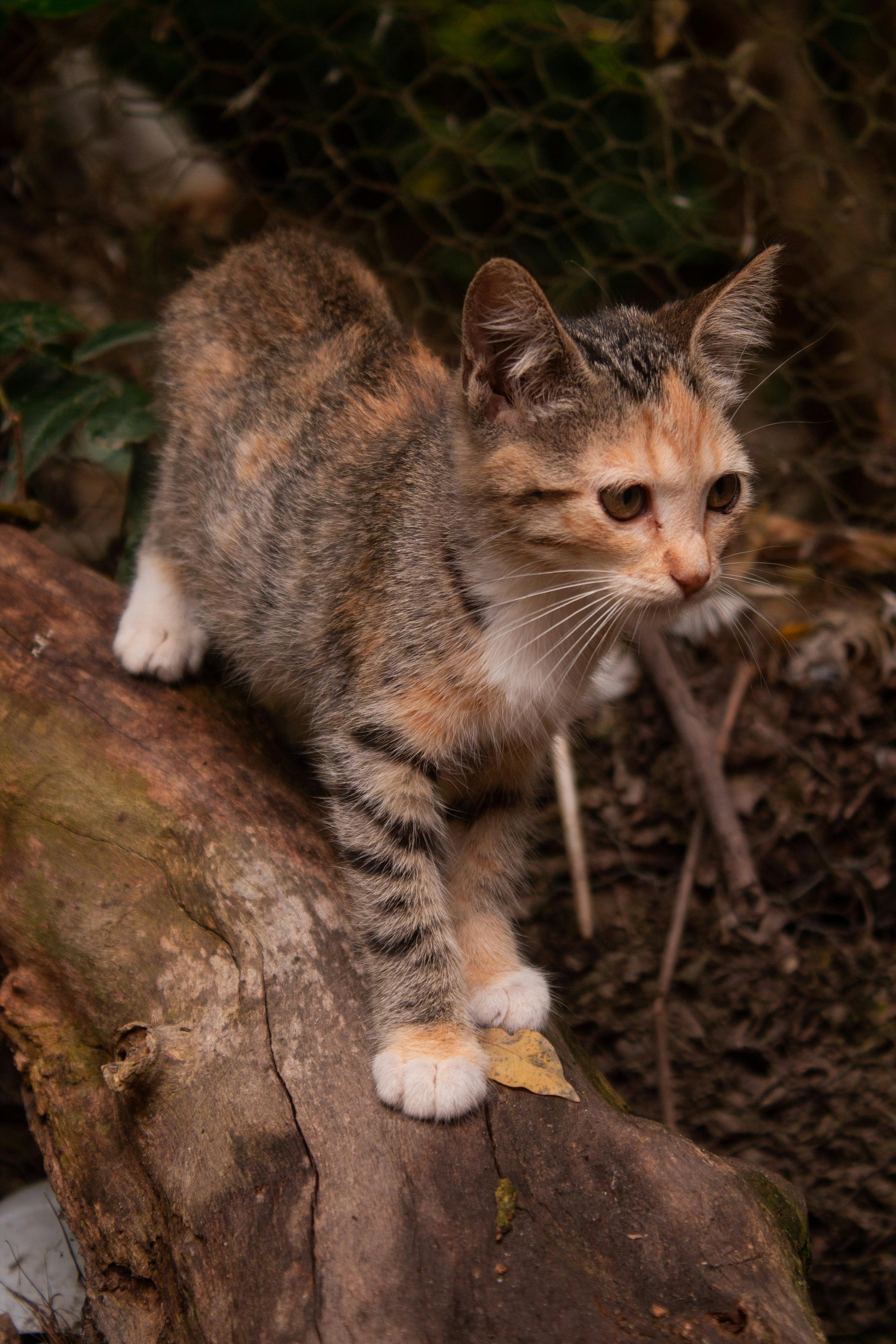 Animals In Nature Photos, Download The BEST Free Animals In Nature ...