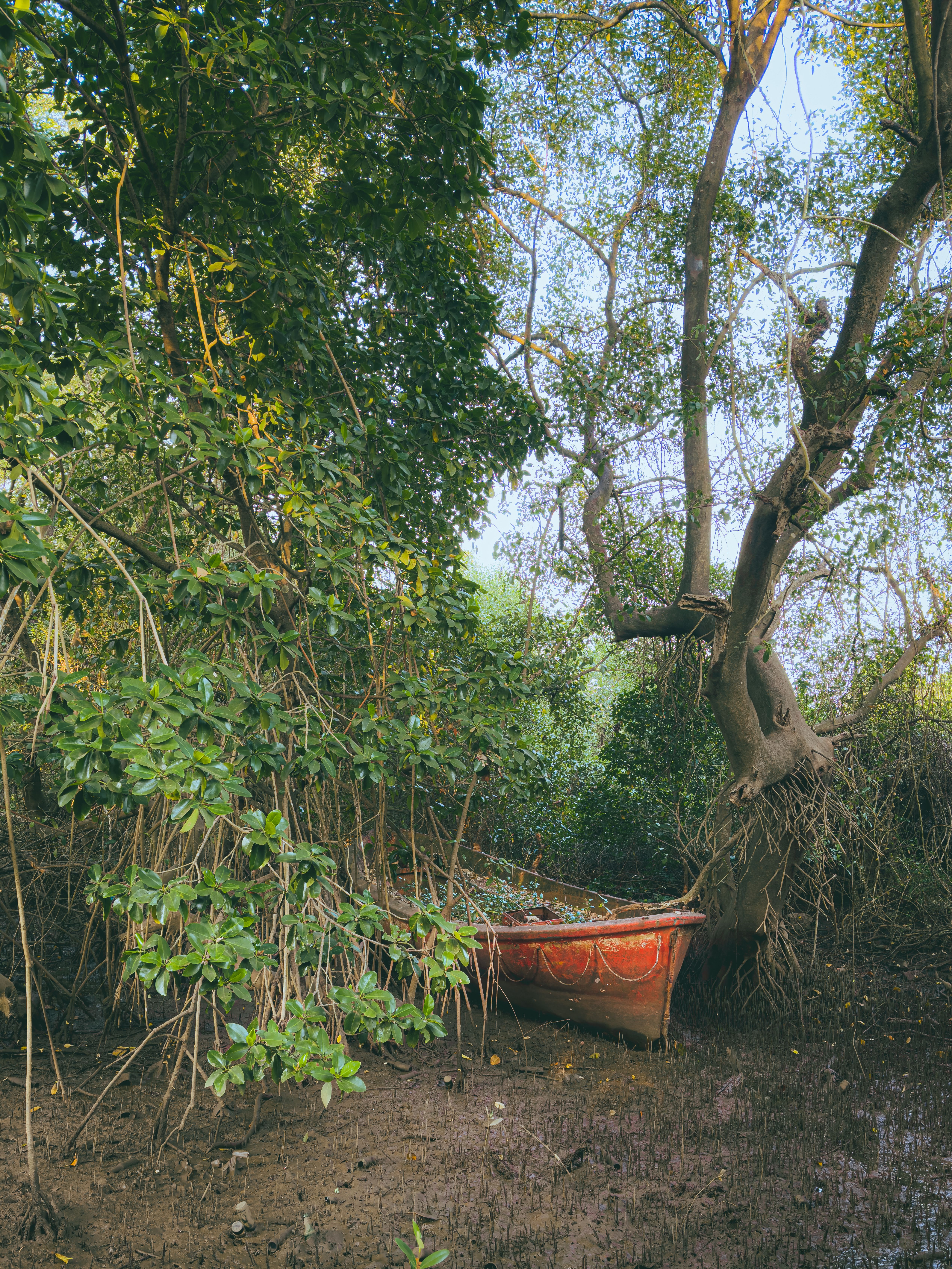 Boat in Mud under Trees · Free Stock Photo