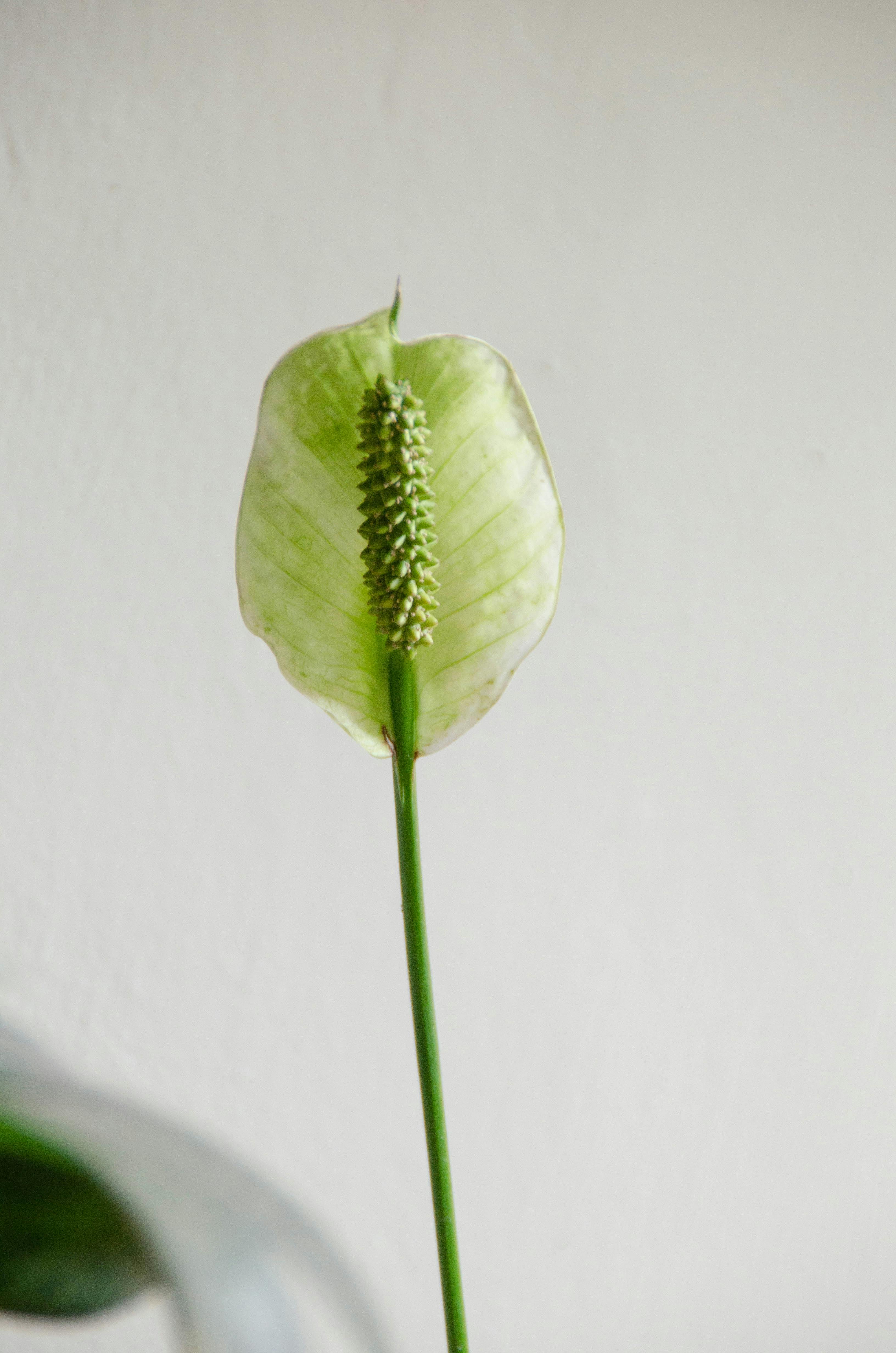 Green Calla Lily Flower · Free Stock Photo