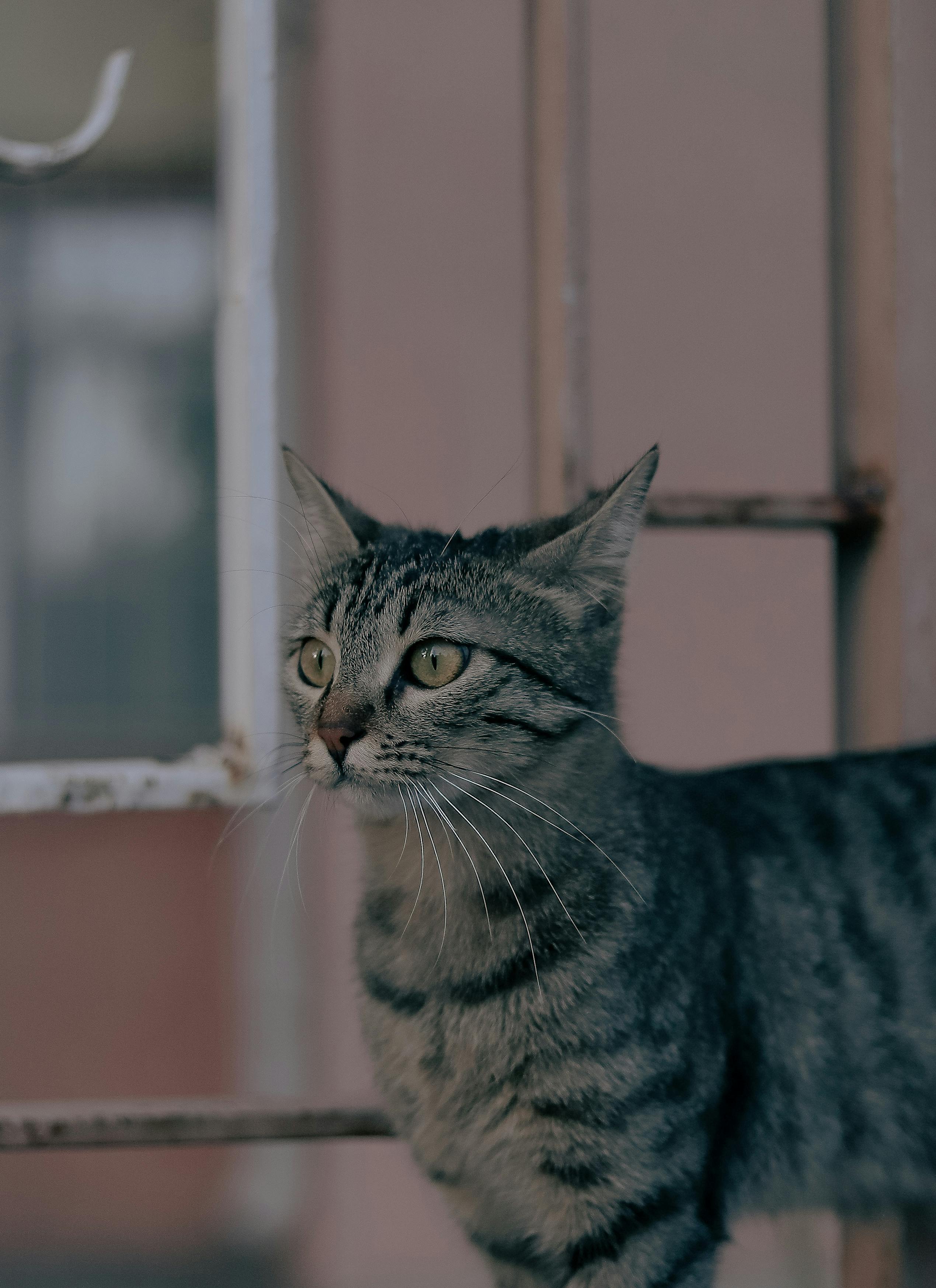 Hunched Up Cat Photos, Download The BEST Free Hunched Up Cat Stock ...