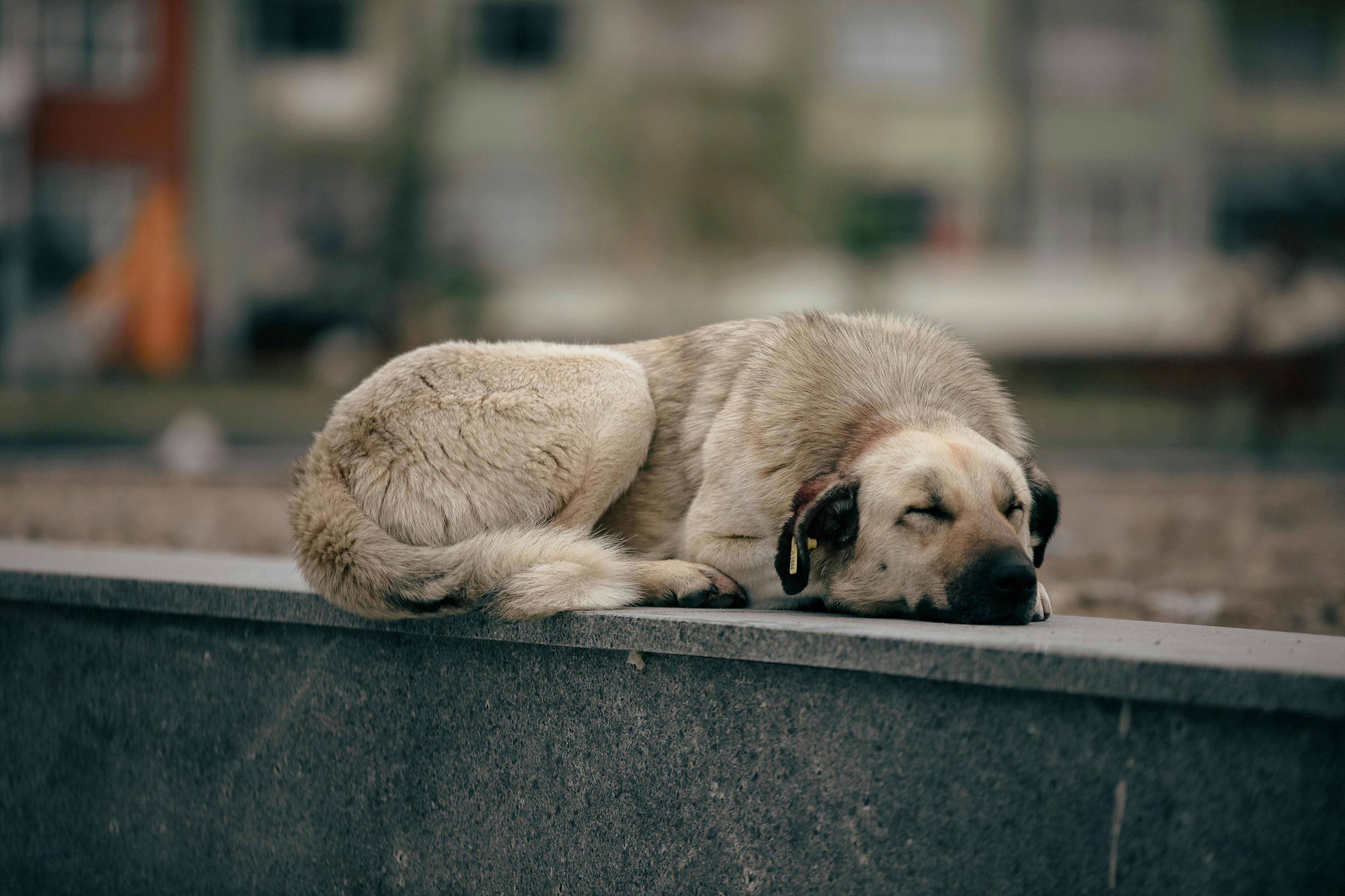 Dangerous Stray Dog Photos, Download The BEST Free Dangerous Stray Dog ...