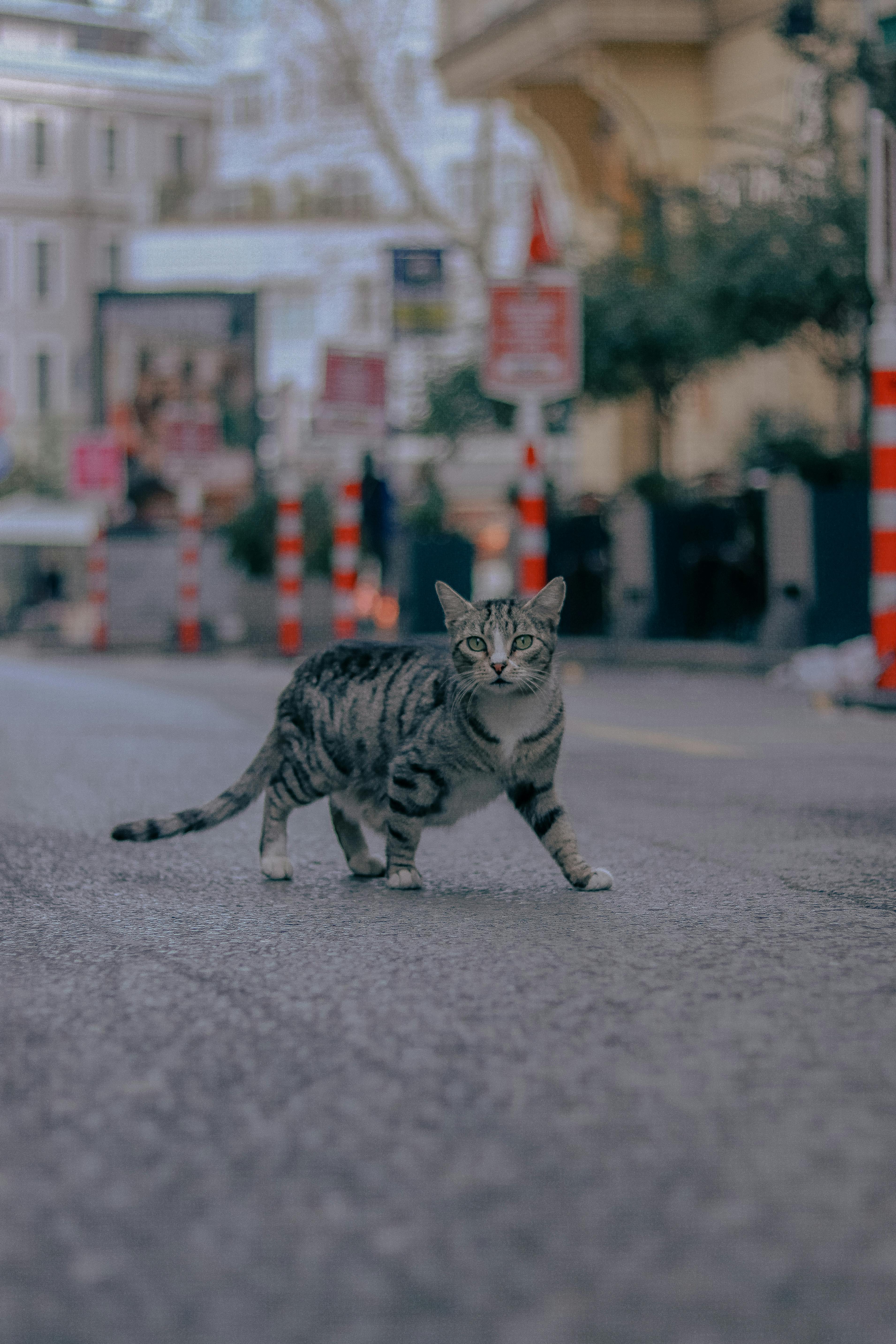 Grey Cat Standing on Asphalt Street · Free Stock Photo