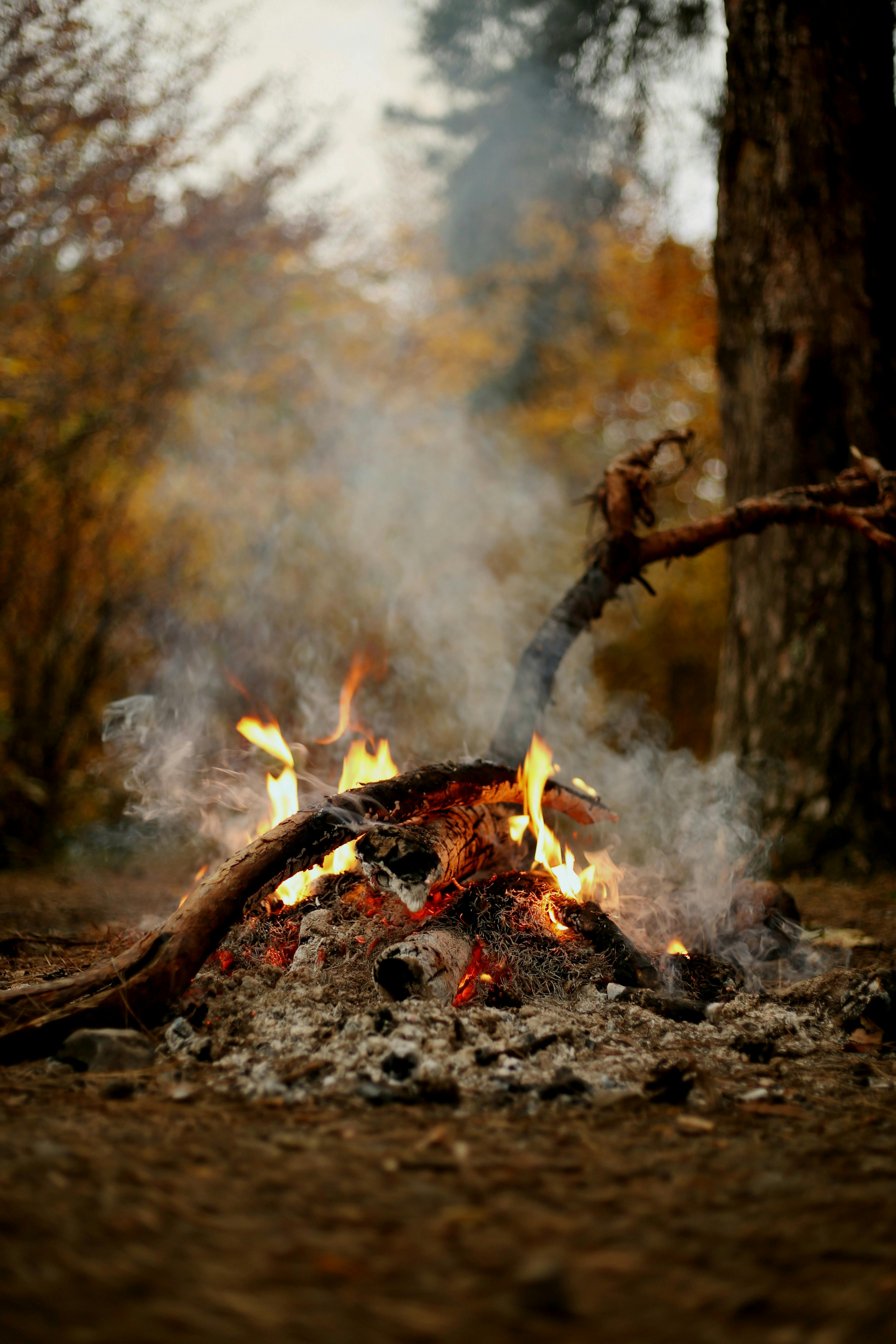 Close up of a Campfire · Free Stock Photo