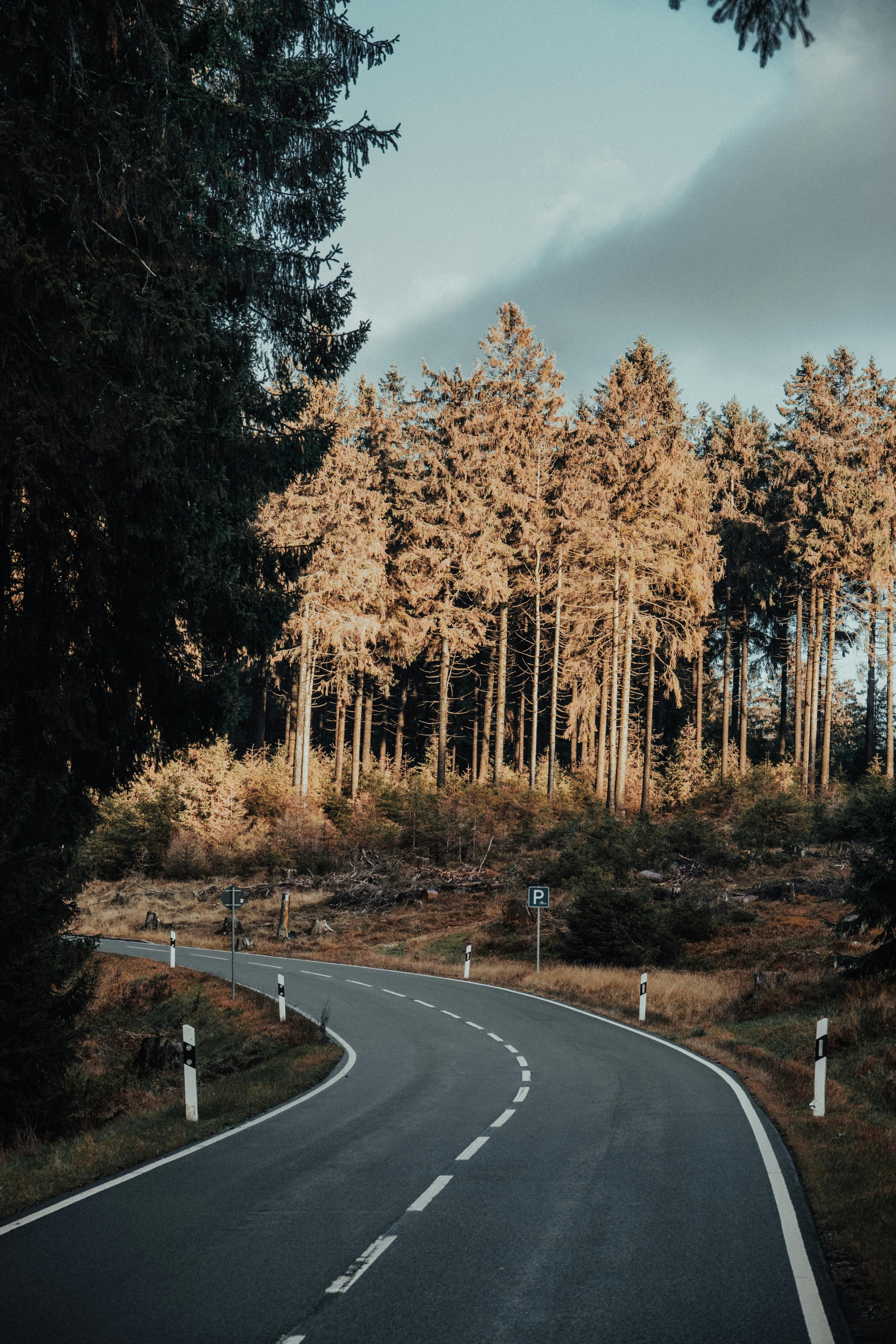 A road in the middle of a forest with trees · Free Stock Photo