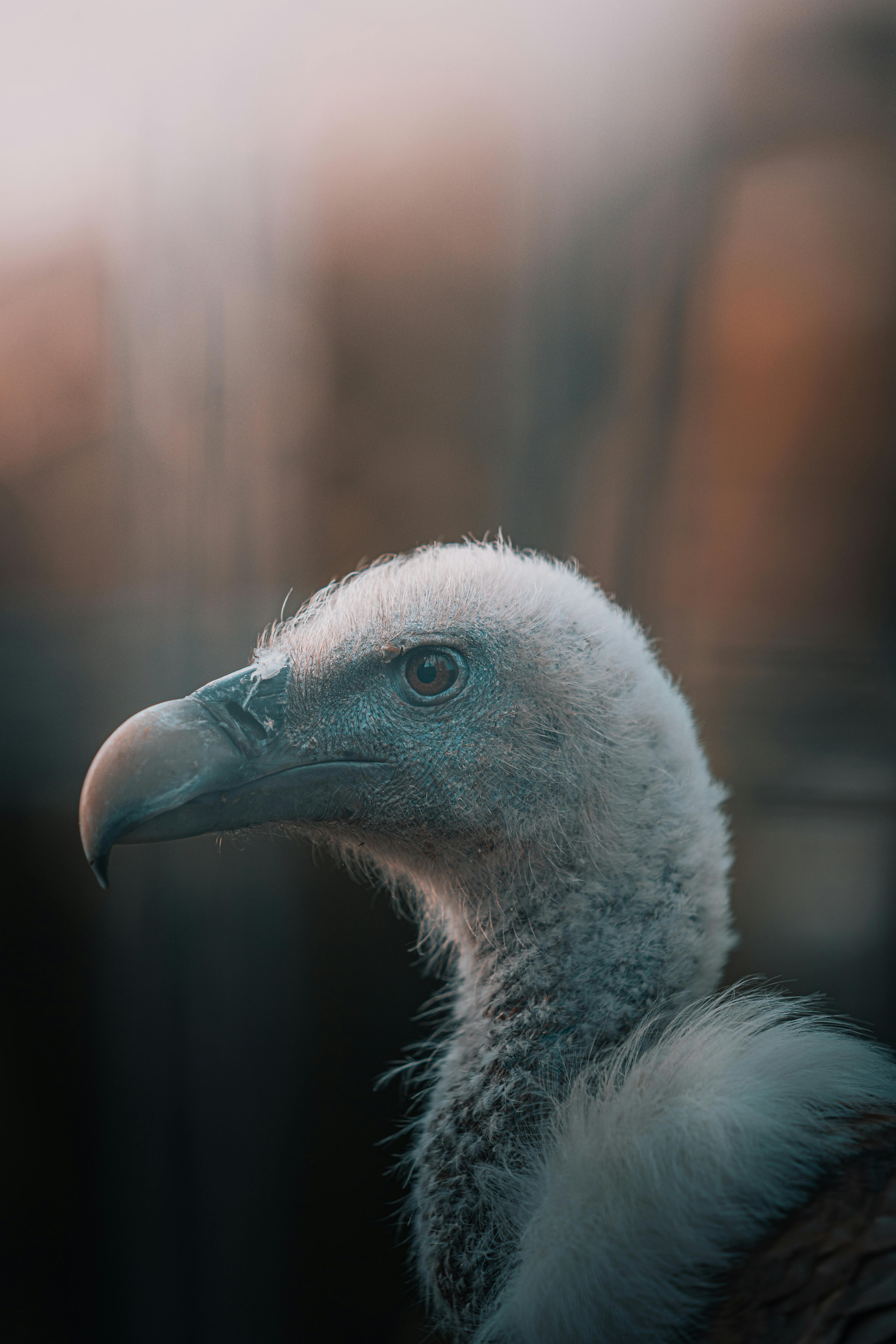 Vulture Head Photos, Download The BEST Free Vulture Head Stock Photos ...