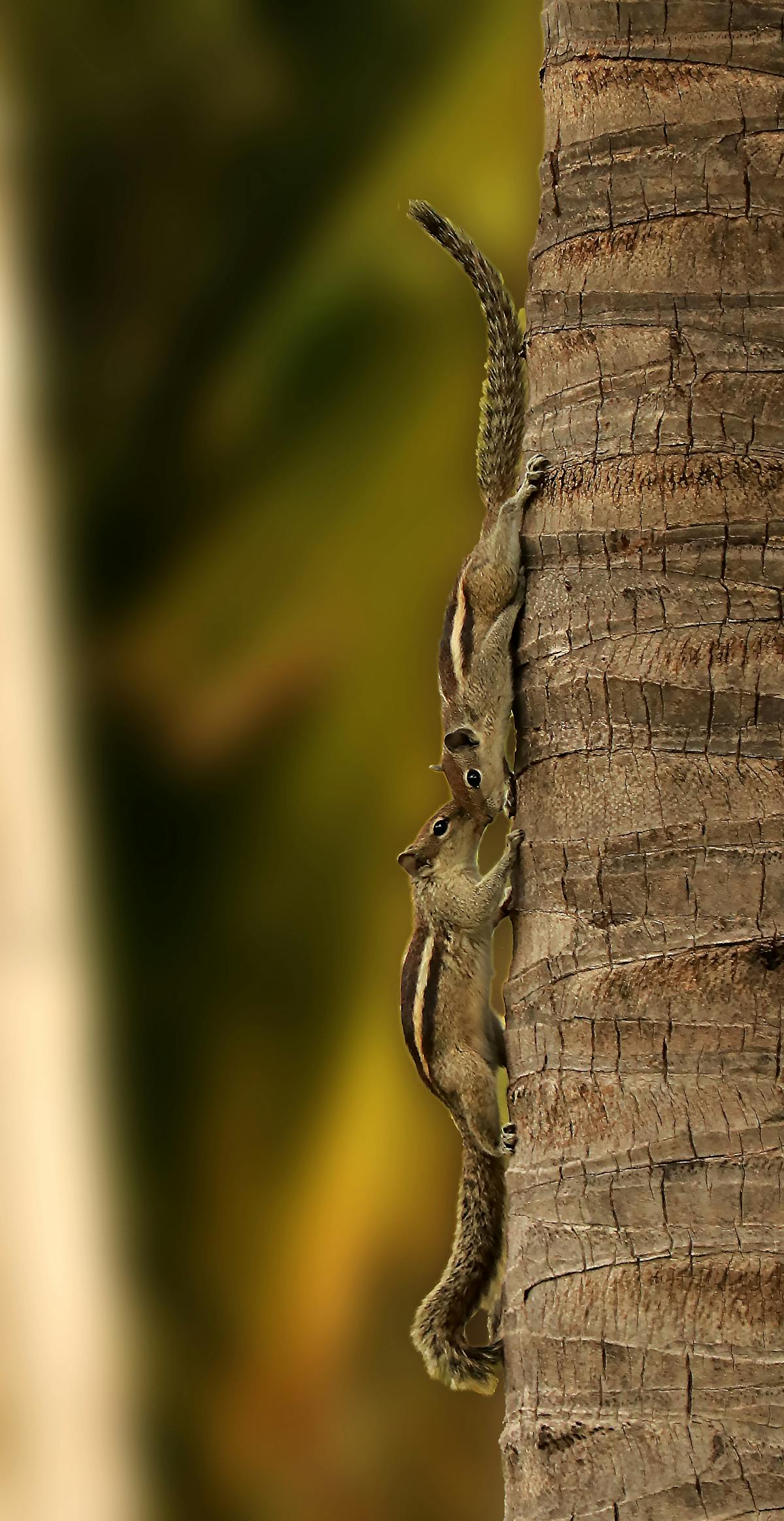 Alvin And The Chipmunks Photos, Download The BEST Free Alvin And The ...