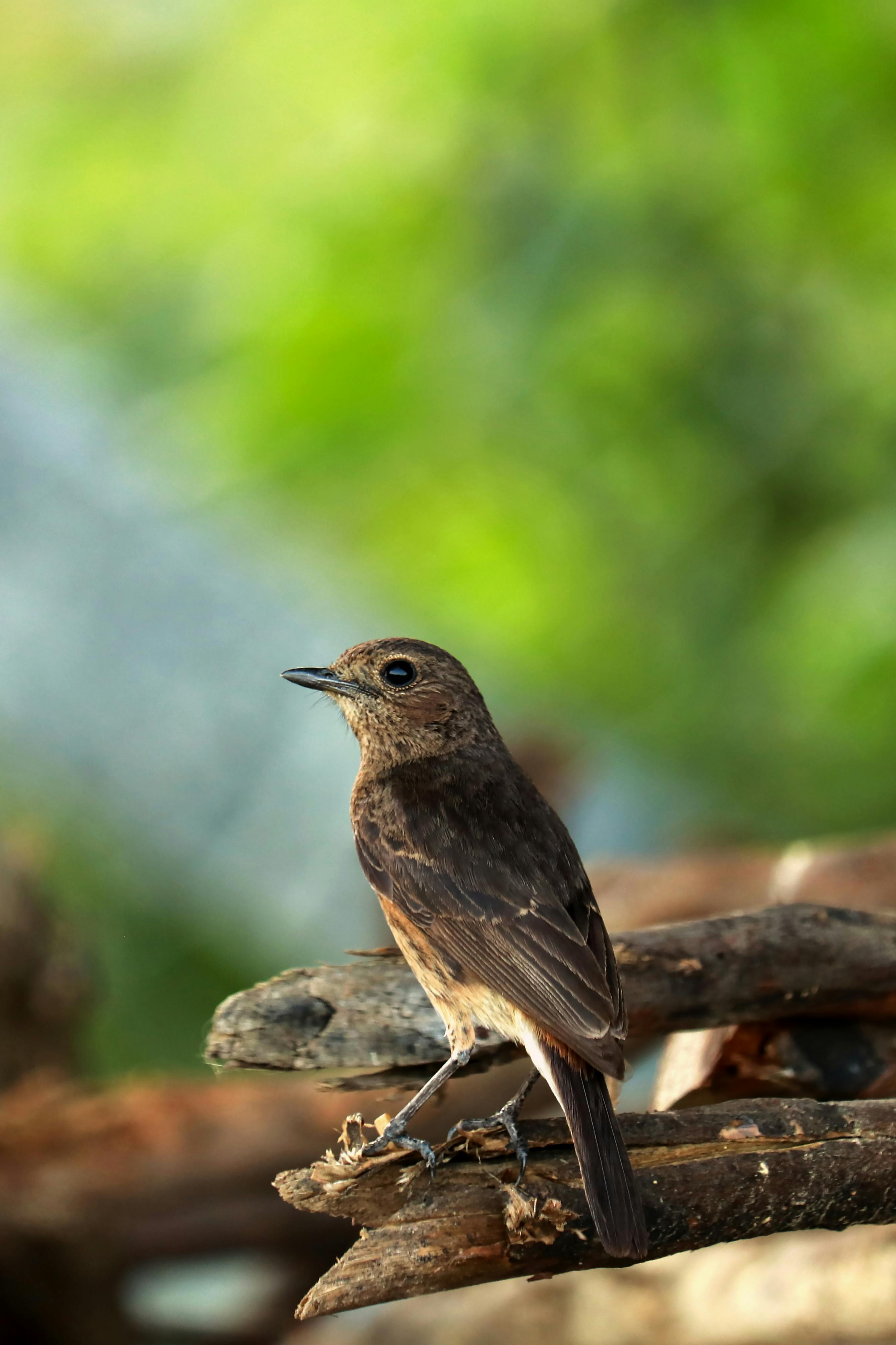 Close up of Pied Bush Chat Bird · Free Stock Photo