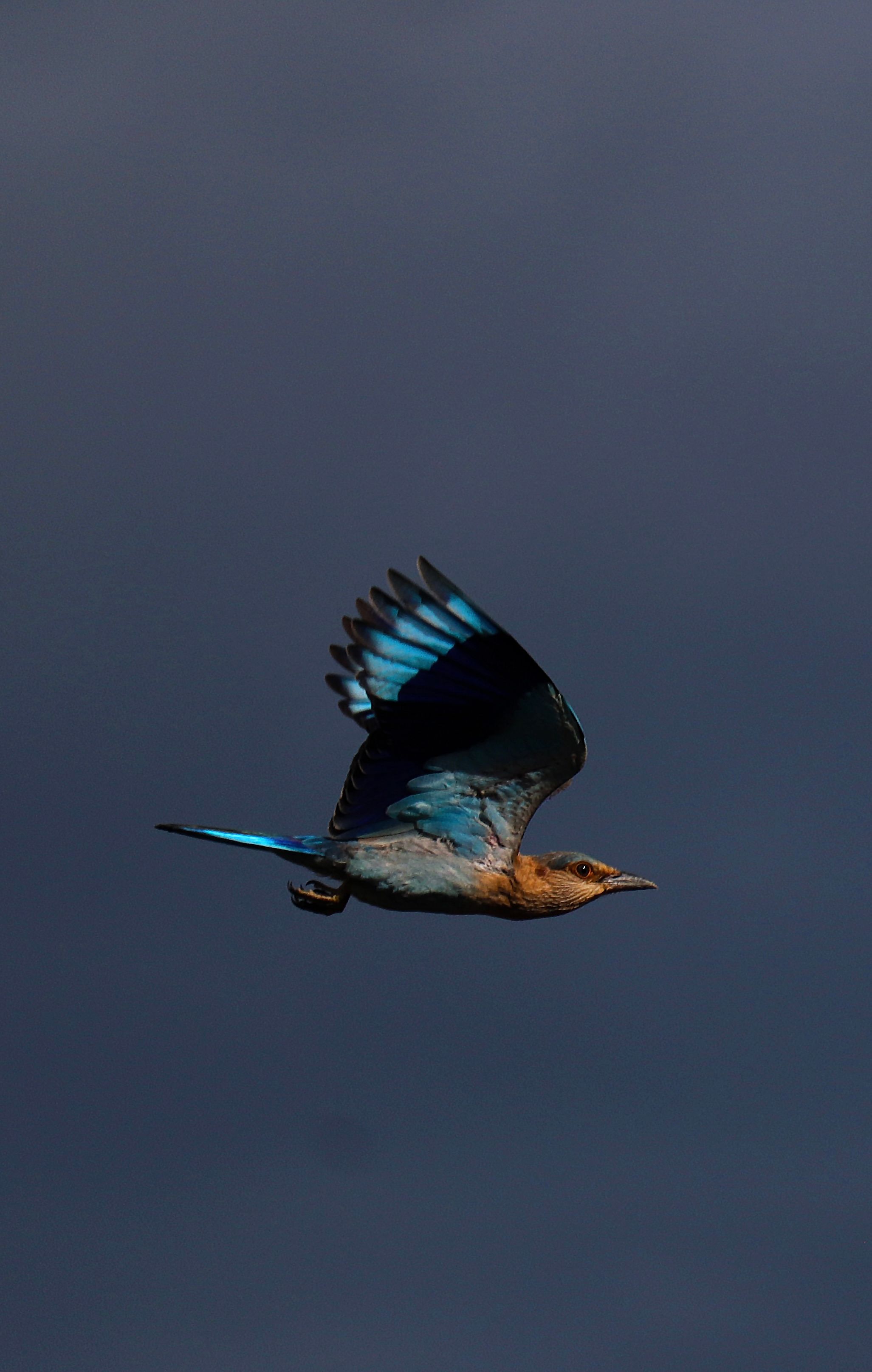 Indian Roller Bird Flying on Sky · Free Stock Photo