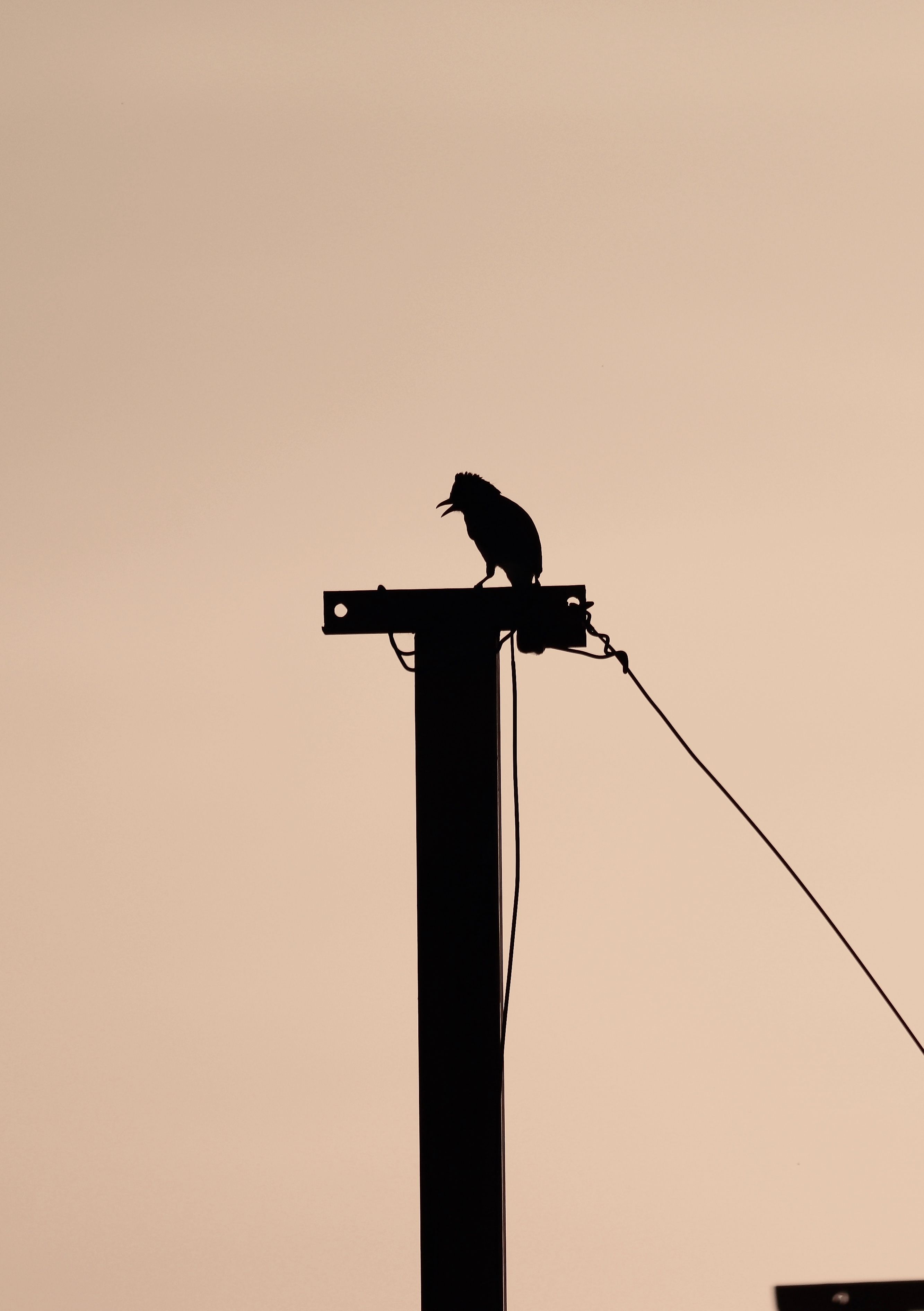 Black Rook Bird Under the Clear Blue Sky · Free Stock Photo