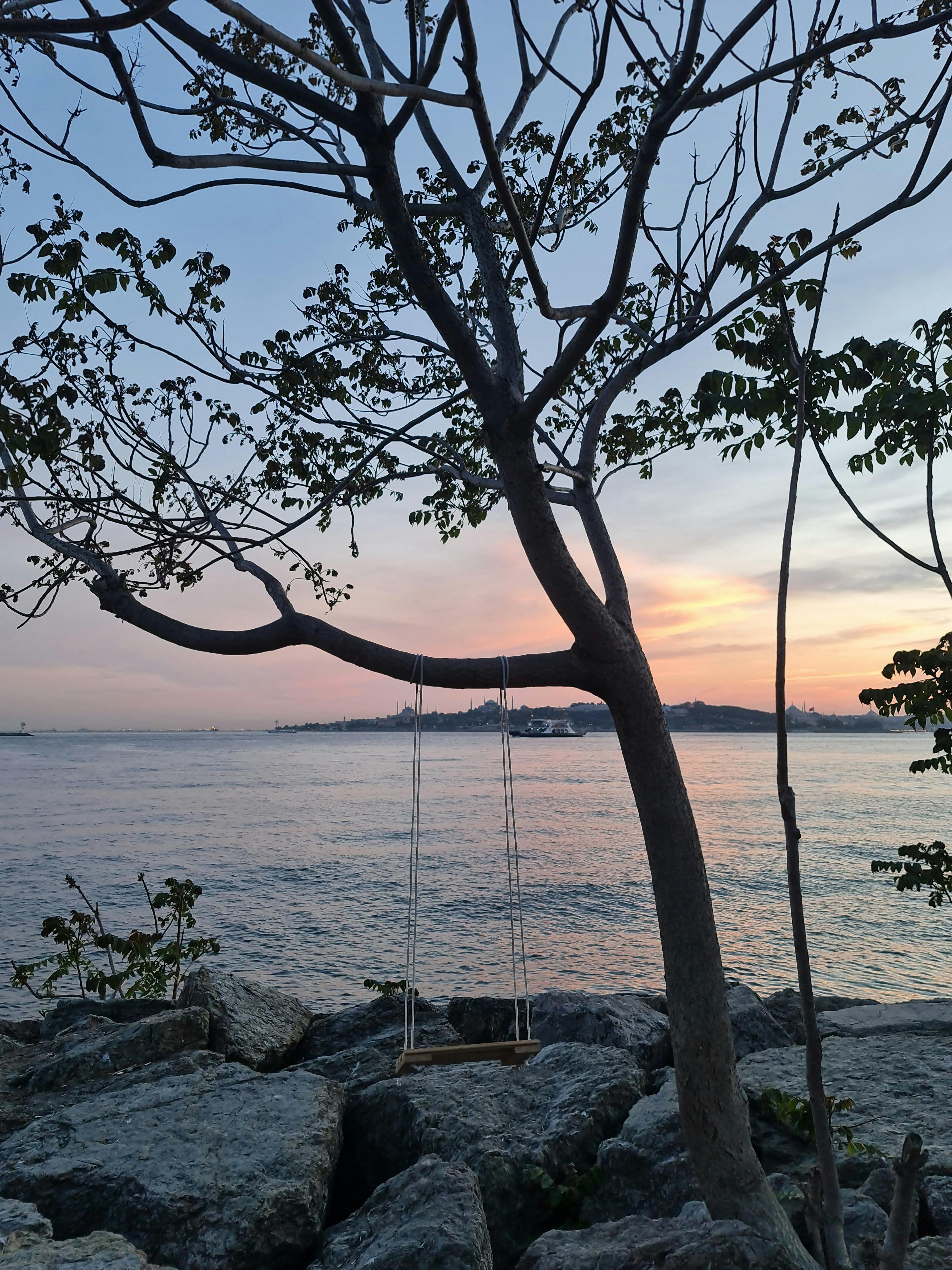 Woman Sitting on Swing Beside Tree · Free Stock Photo