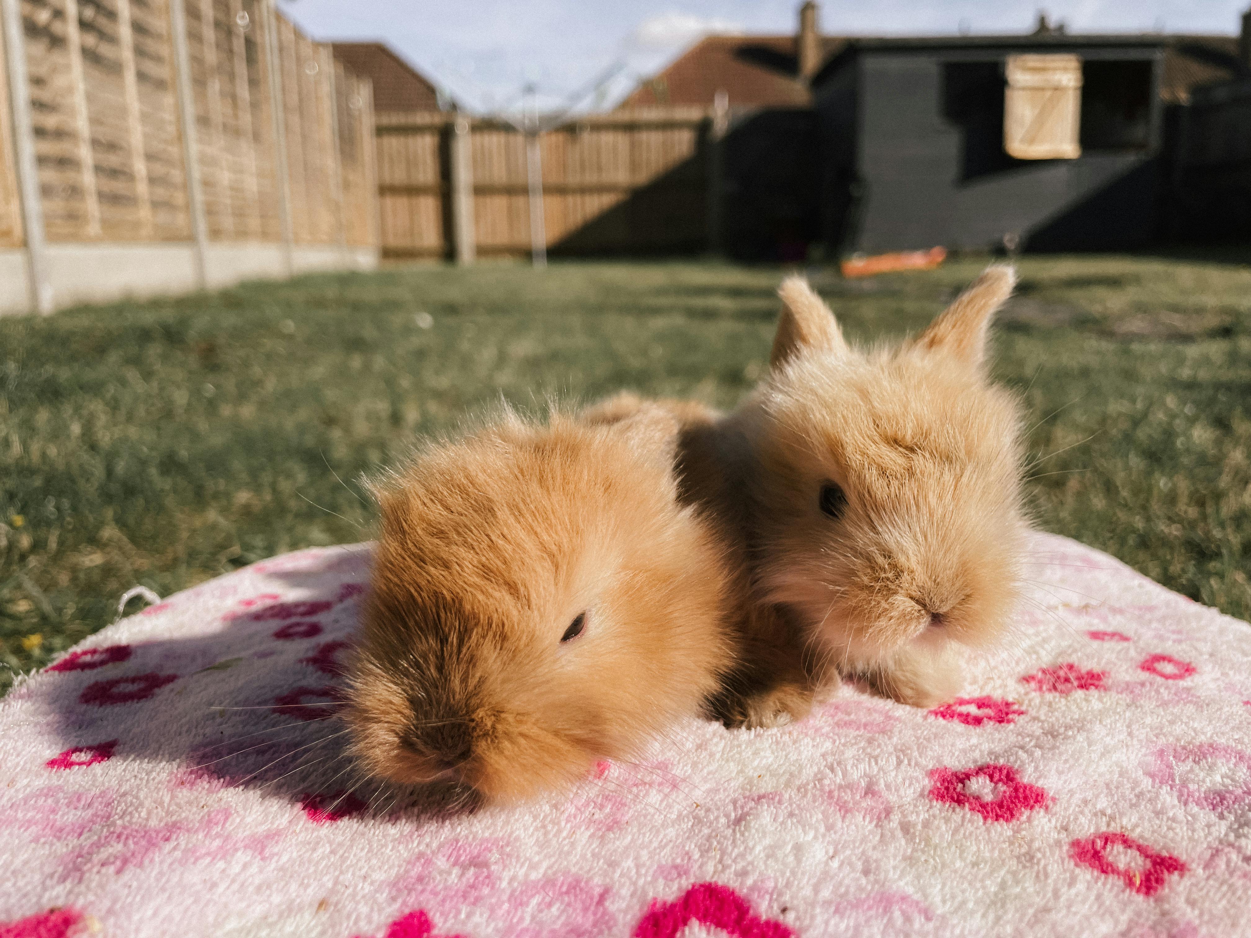 Little Rabbits Photos, Download The BEST Free Little Rabbits Stock ...