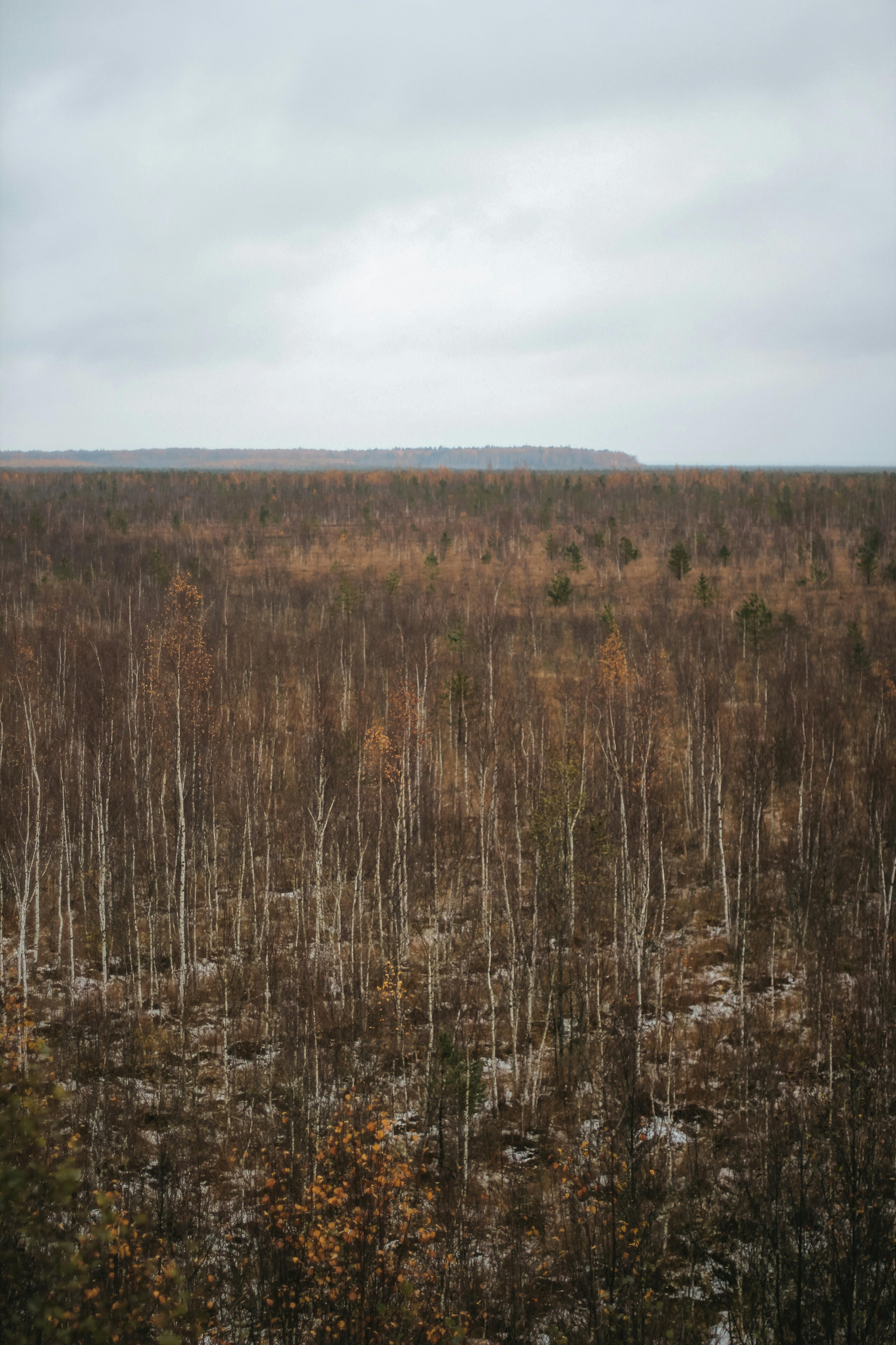 Forest of Leafless Birches · Free Stock Photo